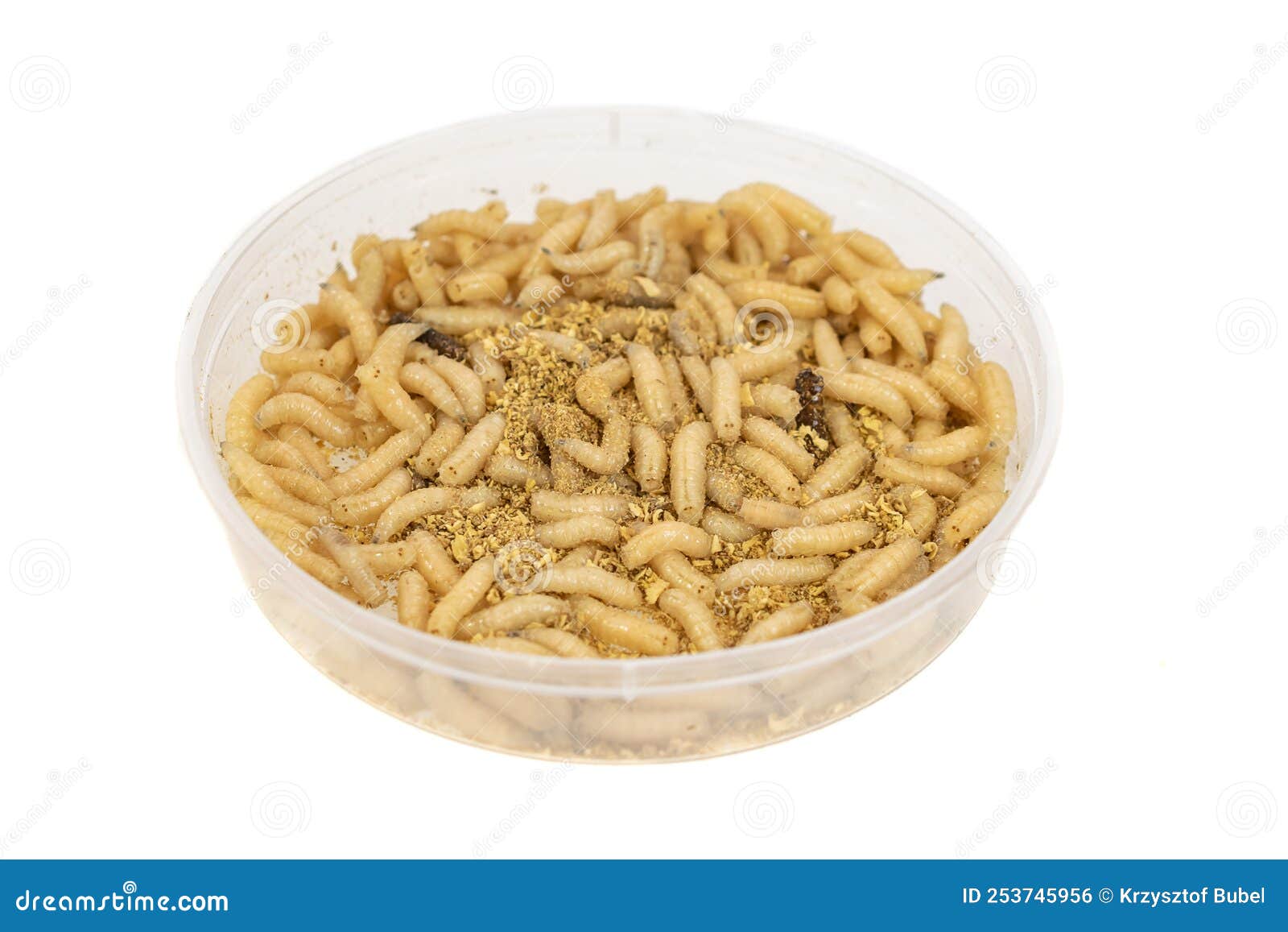 Fly Larvae on a White Isolated Background Stock Photo - Image of insect ...