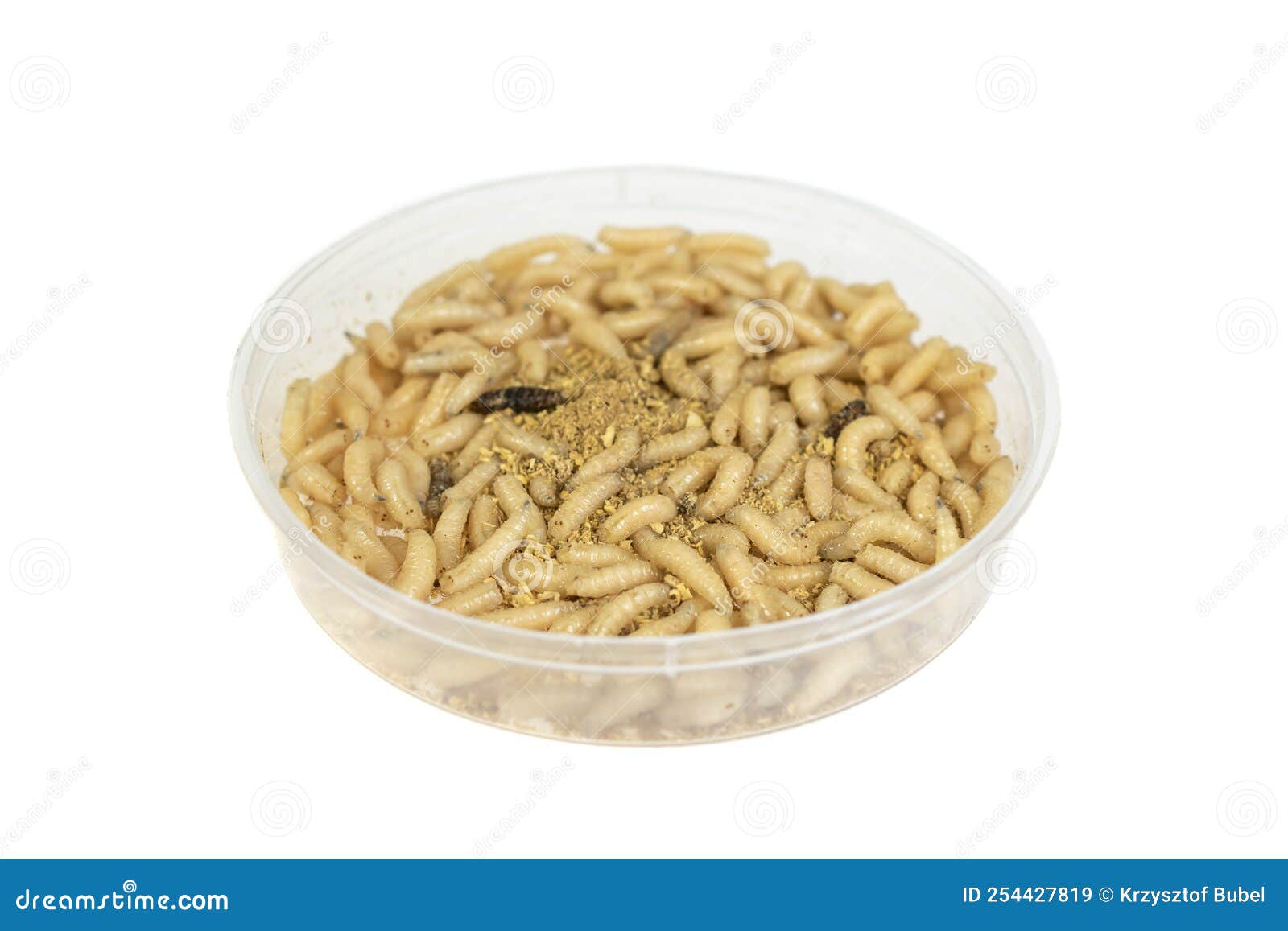Fly Larvae on a White Isolated Background Stock Image - Image of pest ...