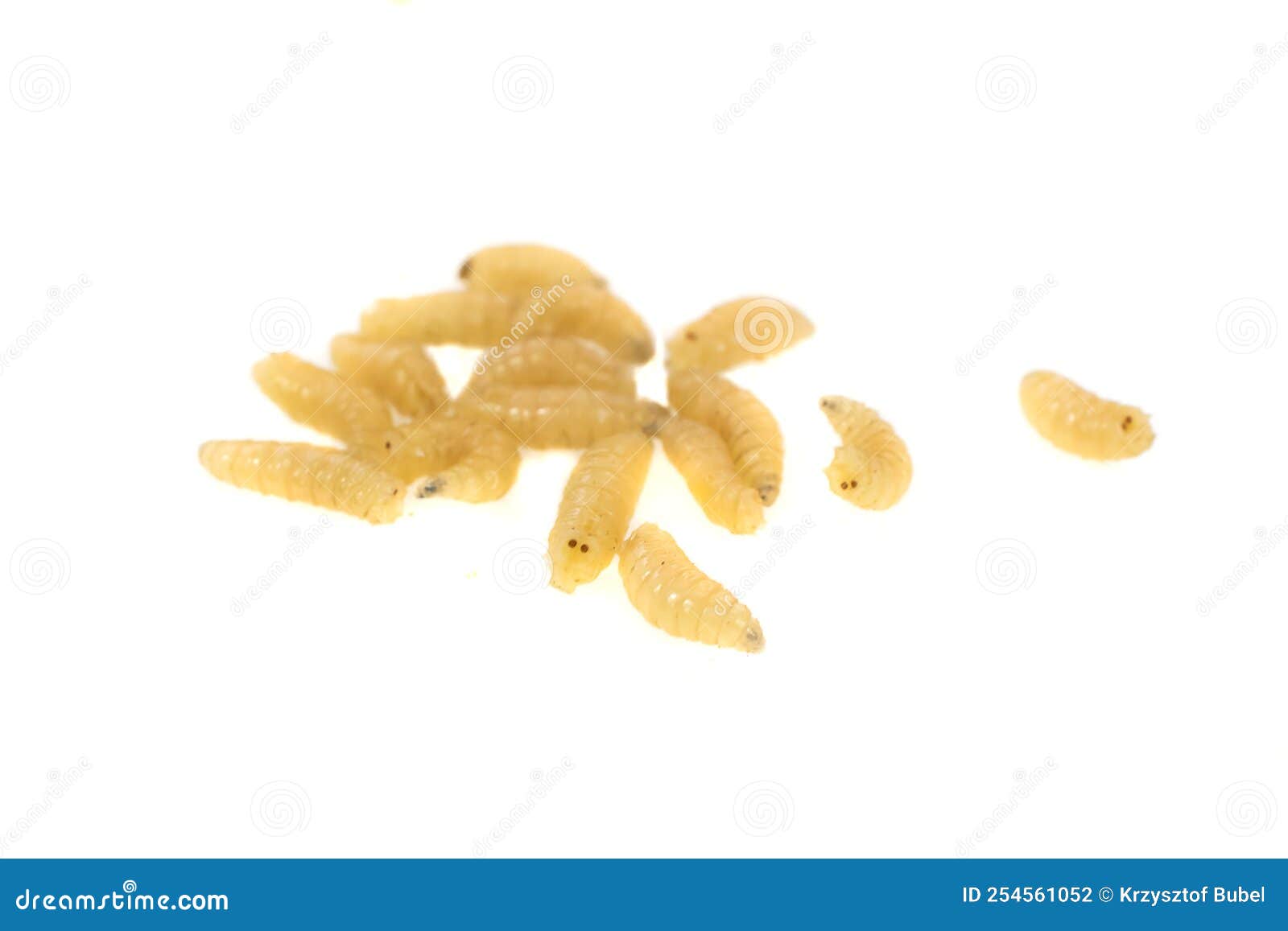 Fly Larvae on a White Isolated Background Stock Photo - Image of grubs ...