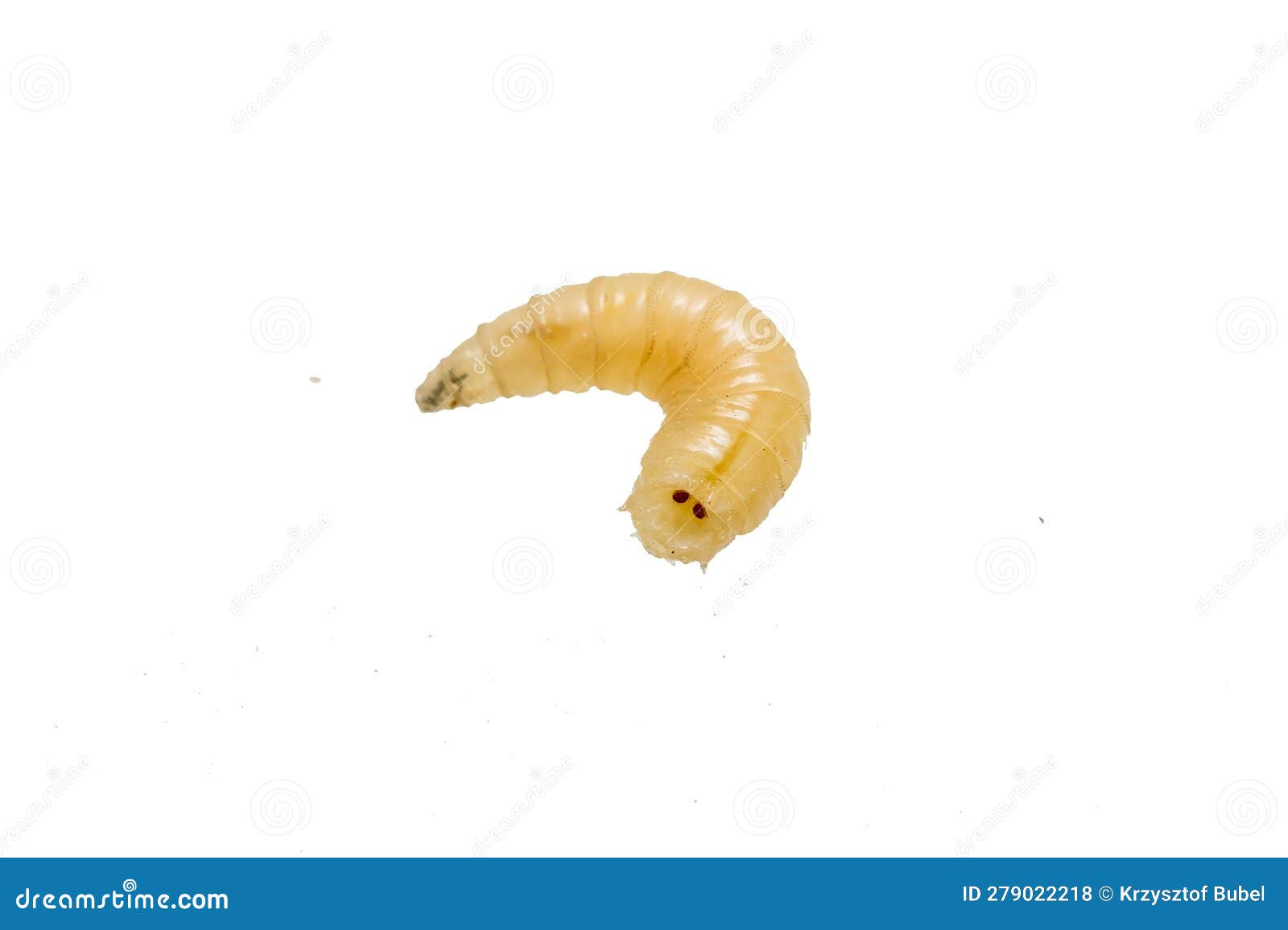 Fly Larvae on a White Isolated Background Stock Photo - Image of ...
