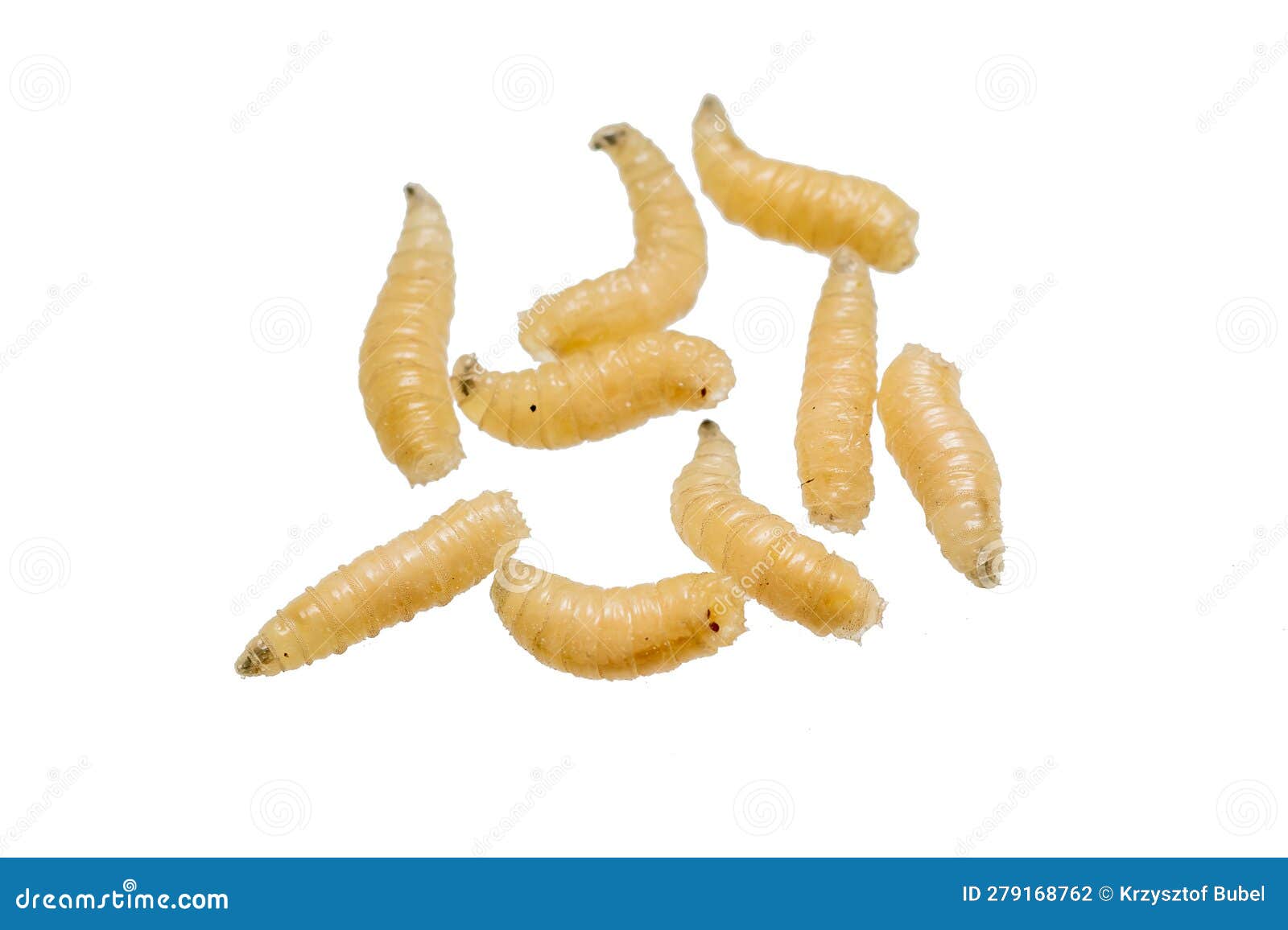 Fly Larvae on a White Isolated Background Stock Photo - Image of ...