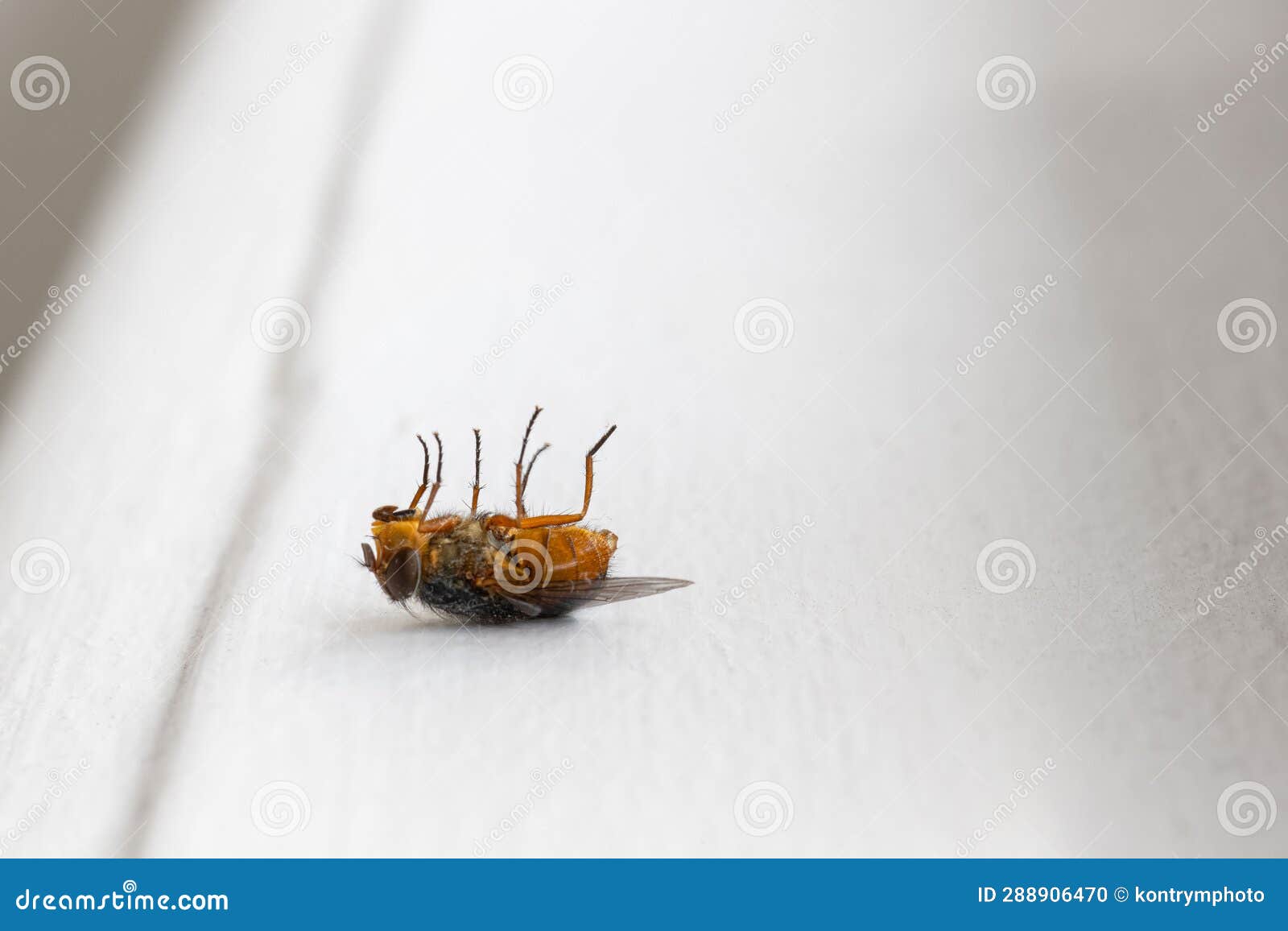 Fly Laying on Her Back on a White Windowsill Stock Photo - Image of ...