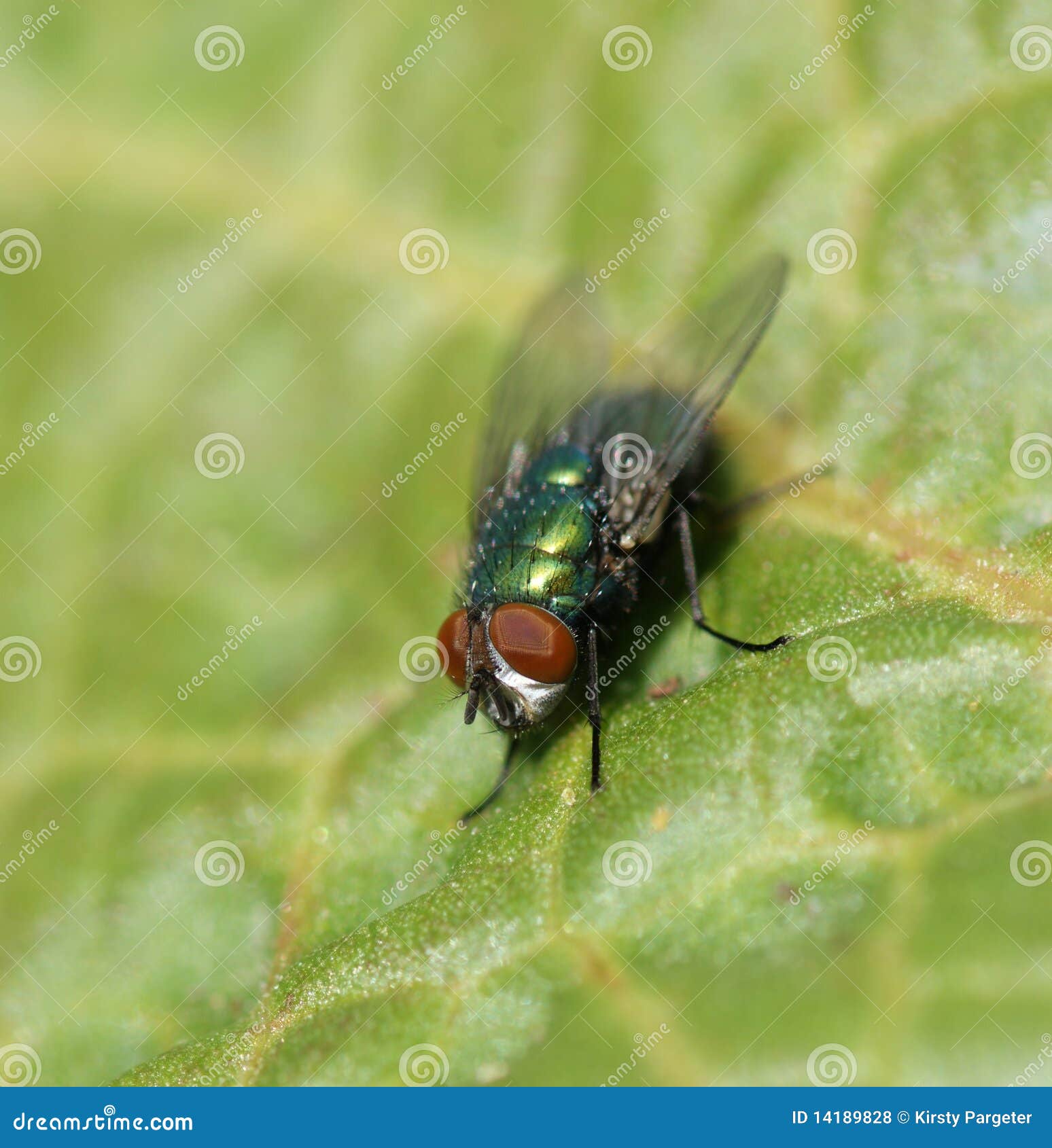 Fly on leaf stock photo. Image of close, macro, vein - 14189828