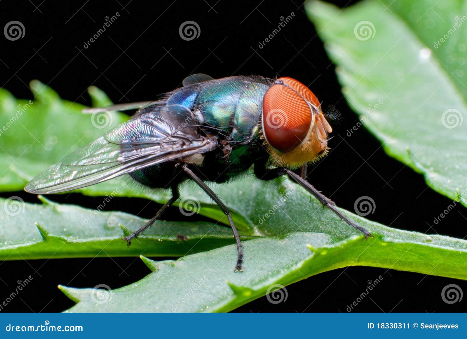 Fly on Leaf stock image. Image of macro, transparent - 18330311