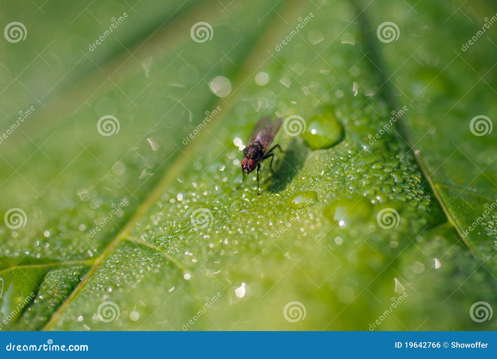 Fly on leaf stock photo. Image of muscidae, morning, yellow - 19642766