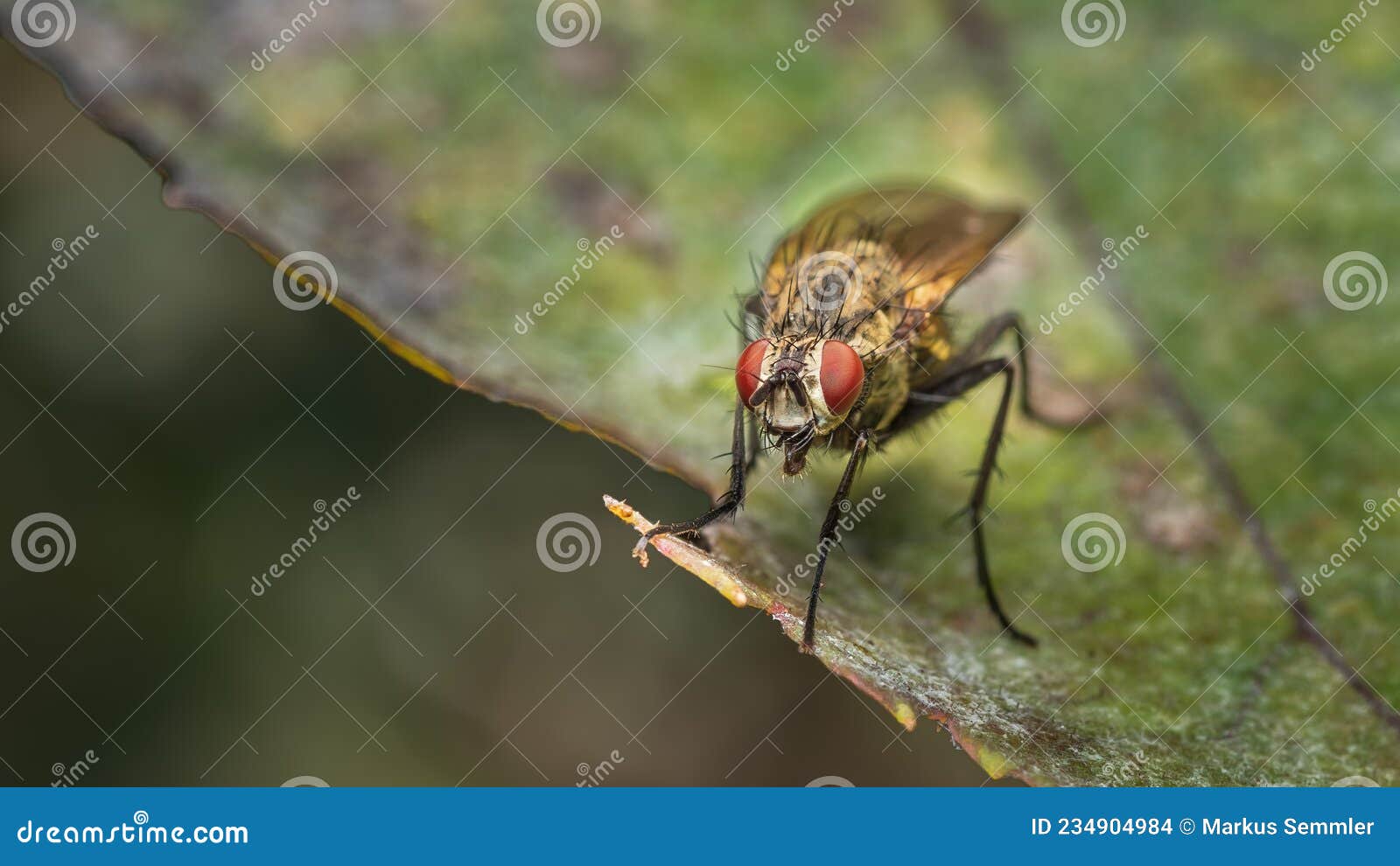 Close Up of a Fly on a Leaf Stock Photo - Image of green, leaf: 234904984