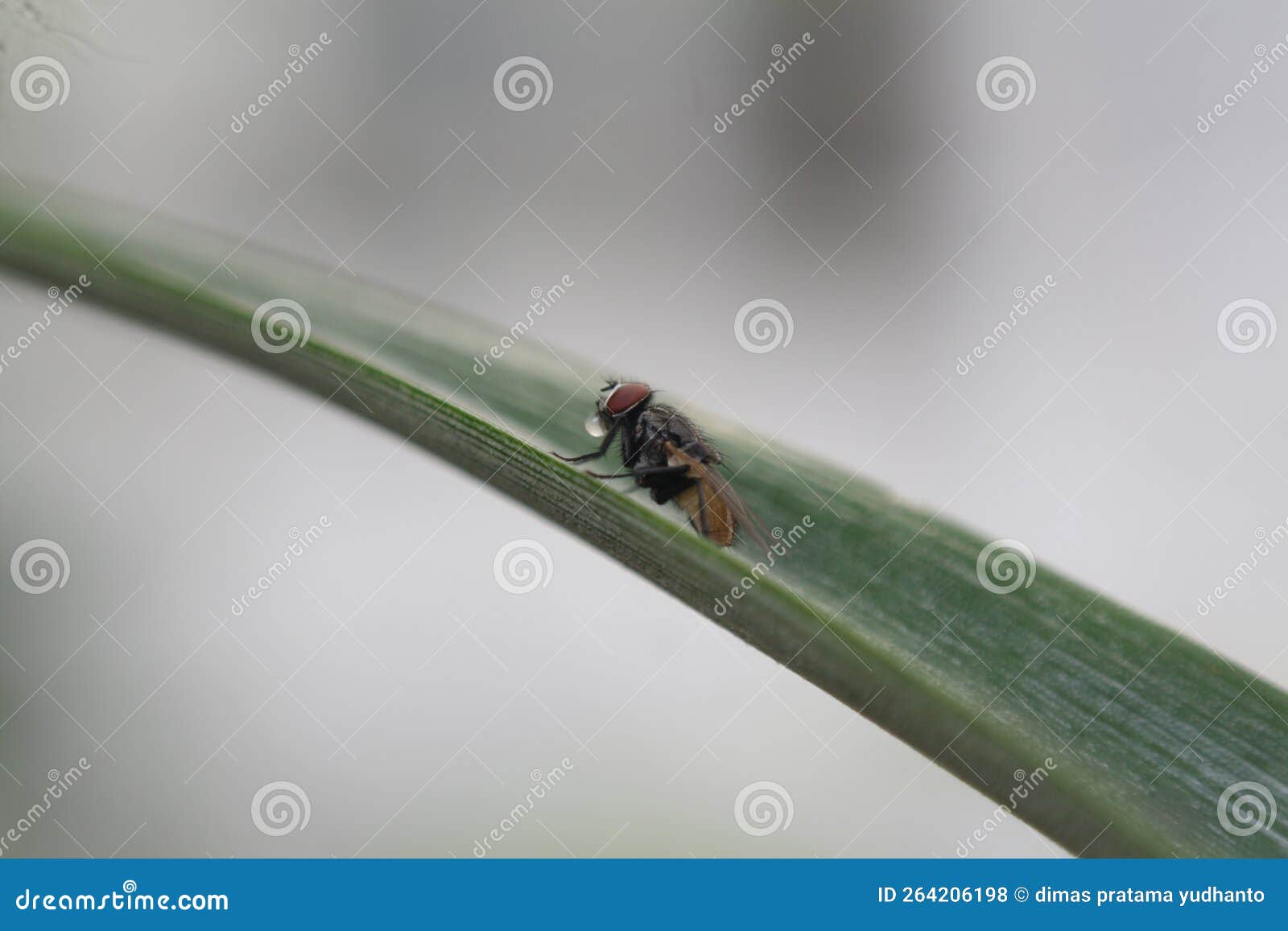 Fly on the leaf stock photo. Image of insect, green - 264206198