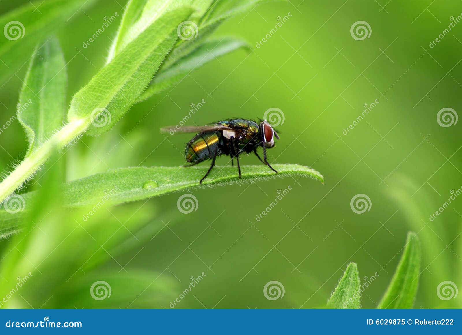 Fly on leaf stock image. Image of colour, animals, vibrant - 6029875