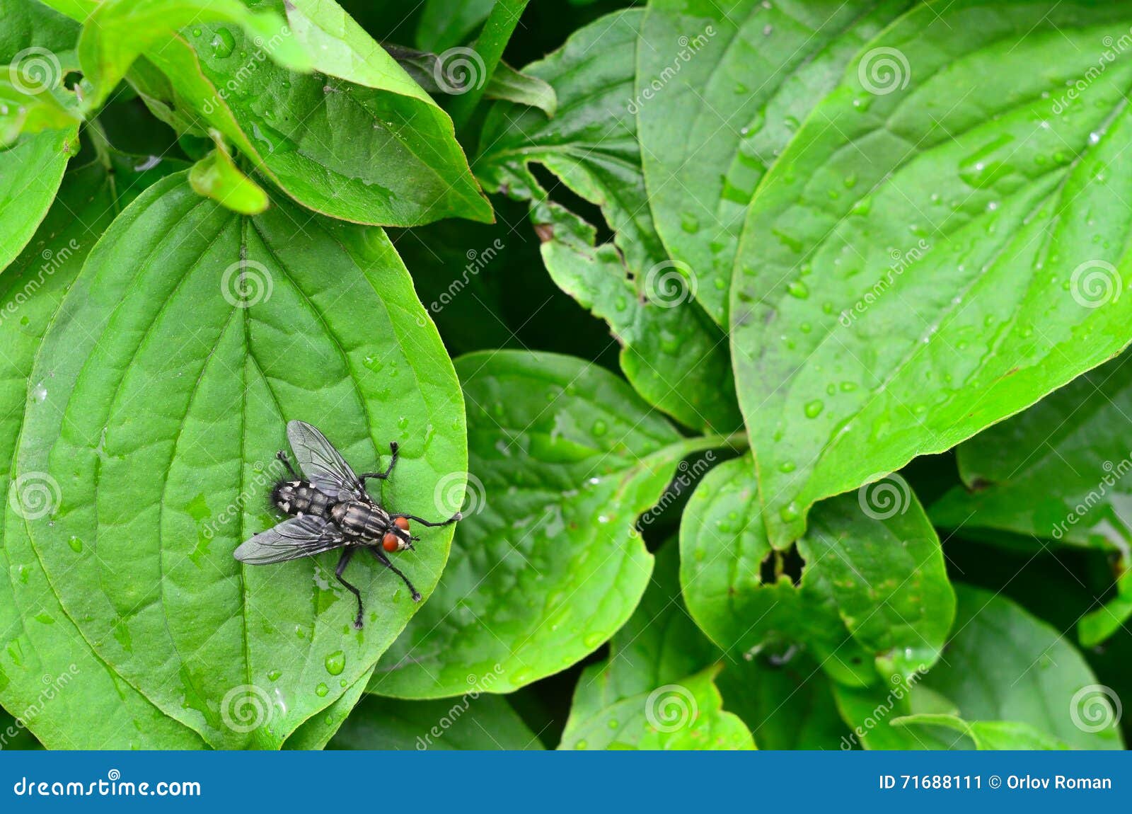 Fly on a leaf stock image. Image of leaf, rain, animal - 71688111