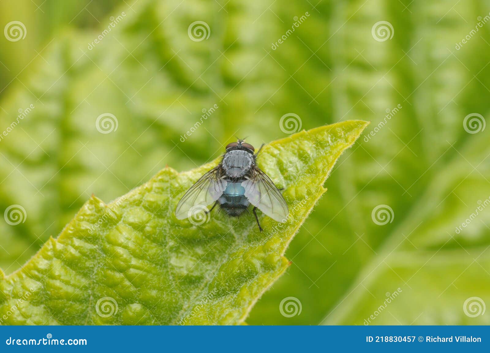 Fly on a leaf close-up stock image. Image of closeup - 218830457
