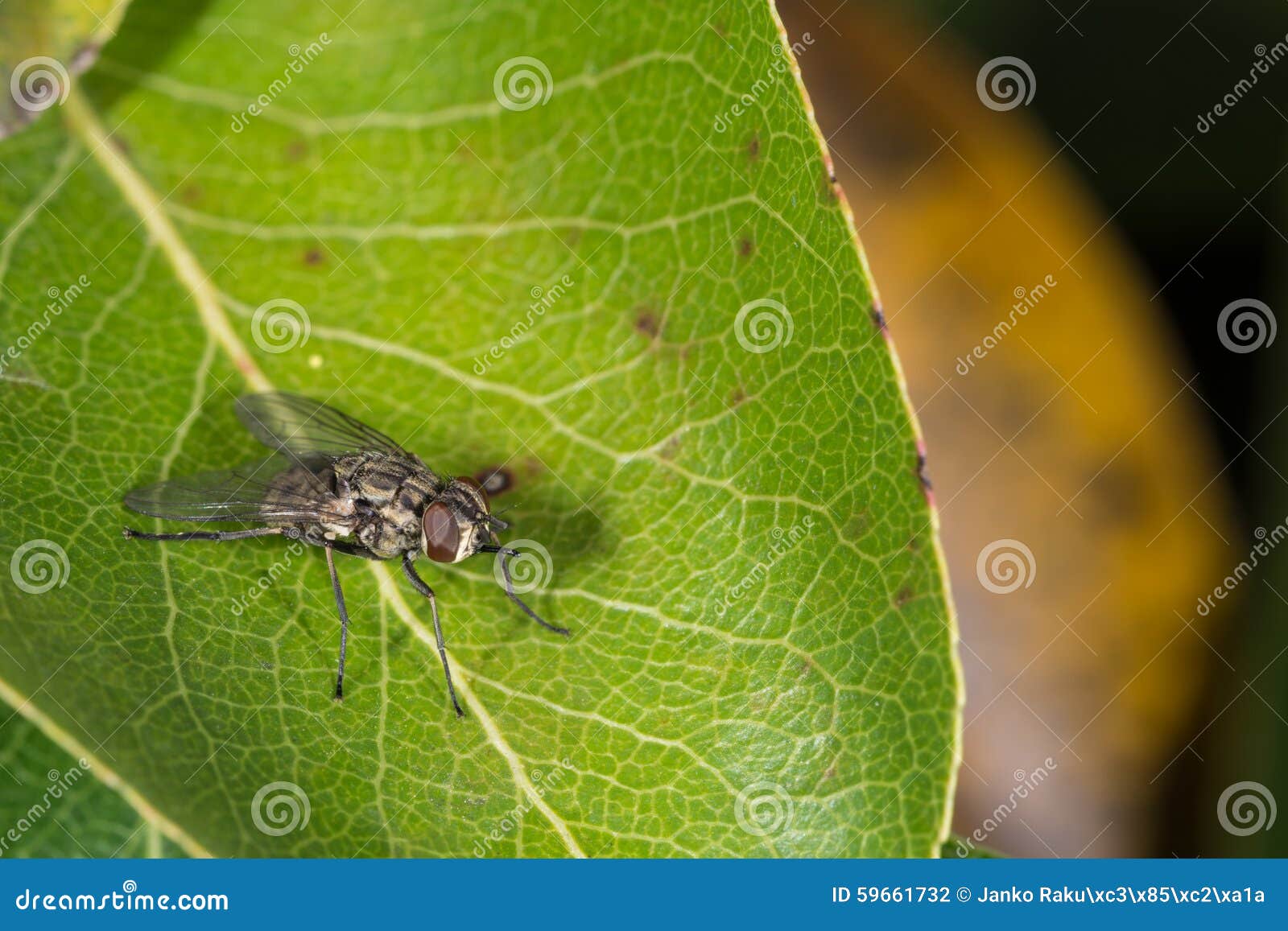 Fly on a leaf stock photo. Image of nature, leaf, waiting - 59661732