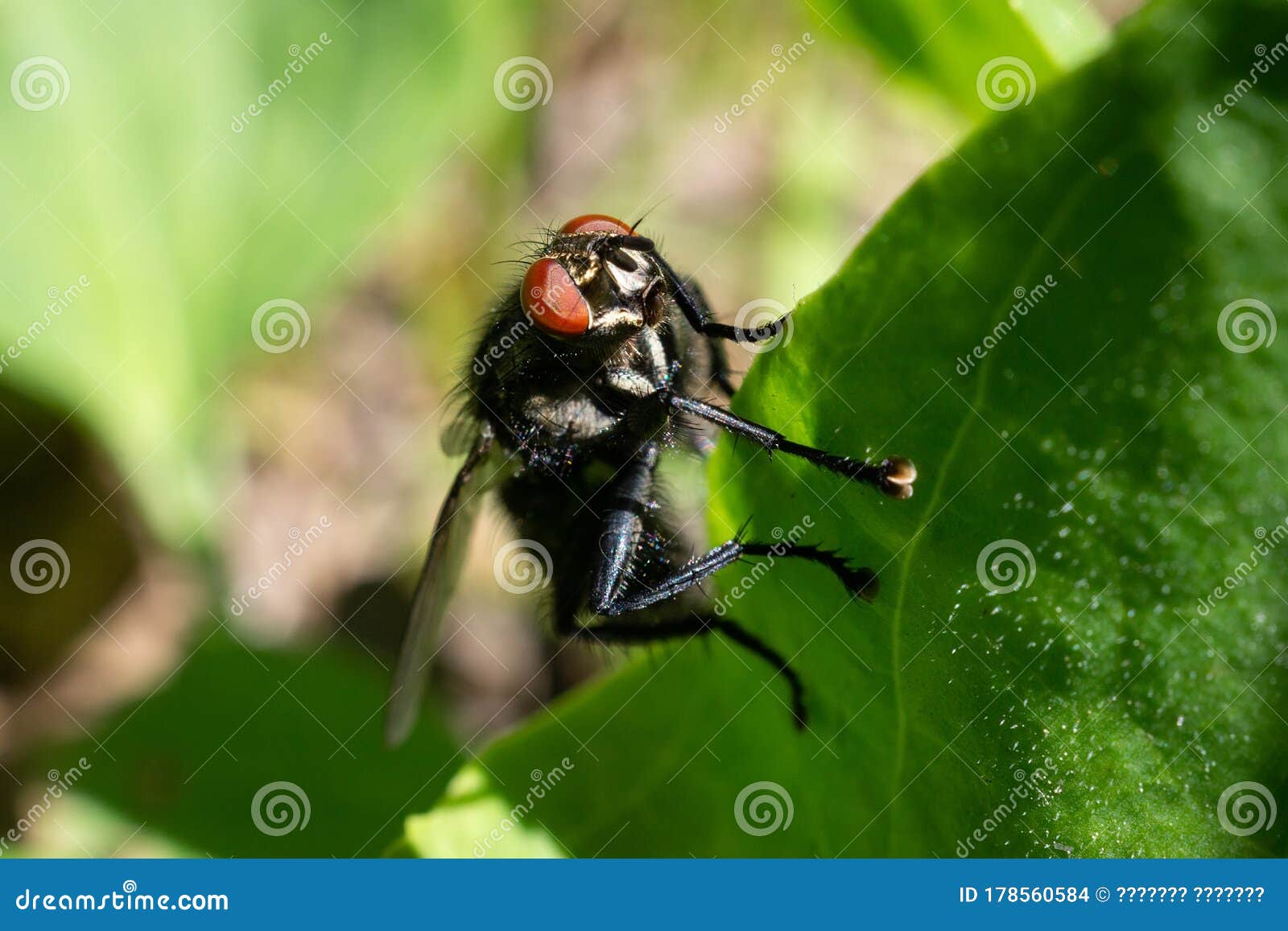 Fly on a leaf stock photo. Image of insect, leaf, biology - 178560584