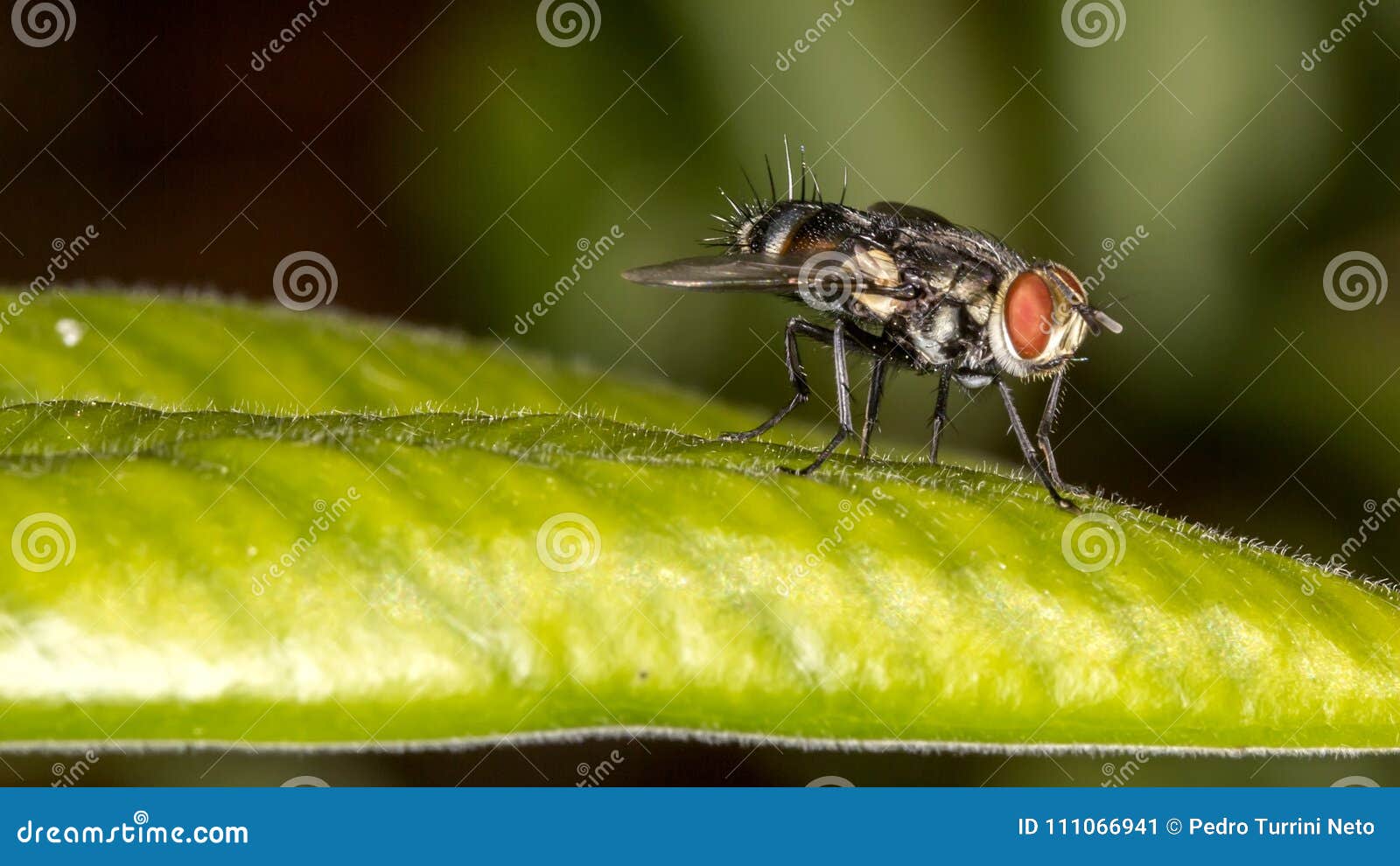 Fly on Leaf Extreme Closeup Stock Image - Image of detail, wing: 111066941