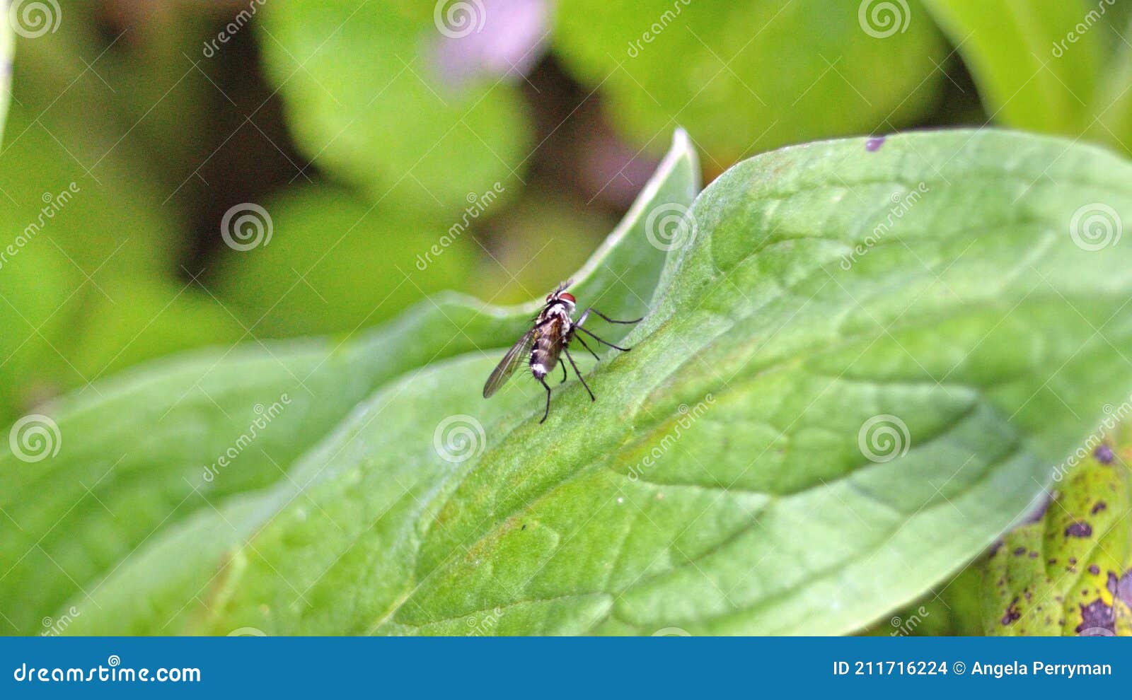 Fly on a leaf stock photo. Image of america, nature - 211716224
