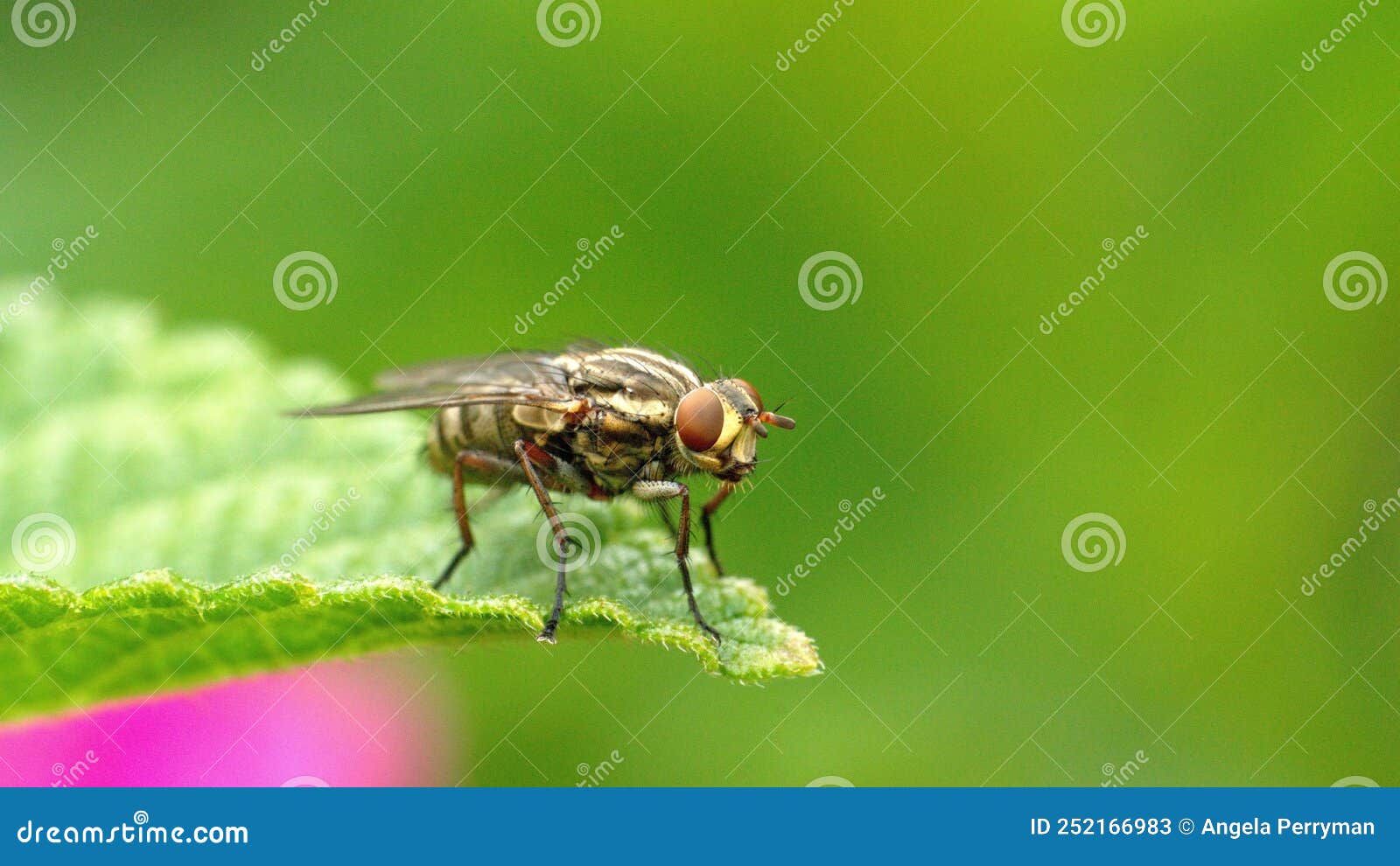 Fly on a leaf stock image. Image of close, insect, america - 252166983