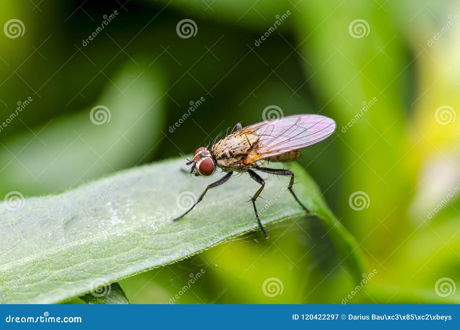 Fly on leaf in field stock image. Image of field, legs - 120422297