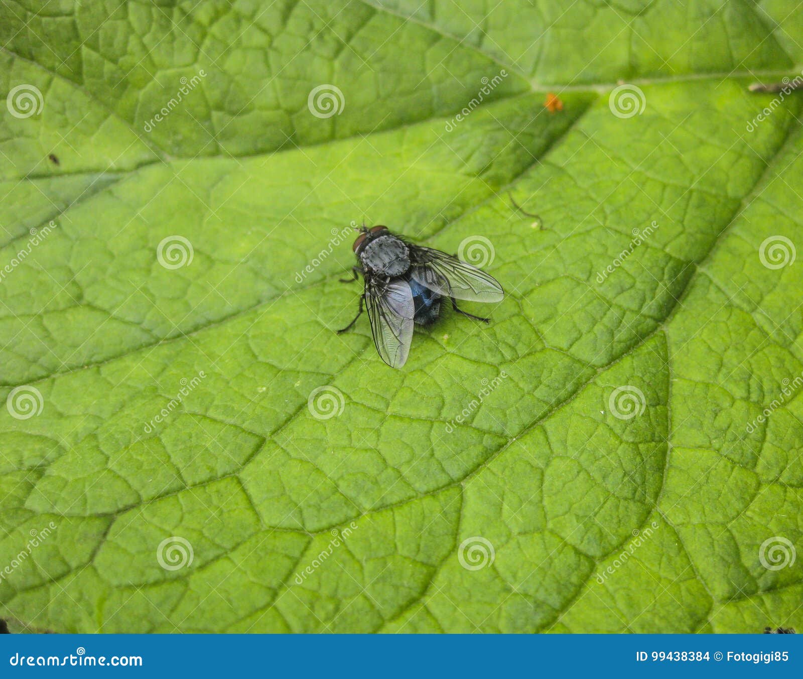 Fly on a Leaf of Grass in a Garden. Stock Photo - Image of green ...