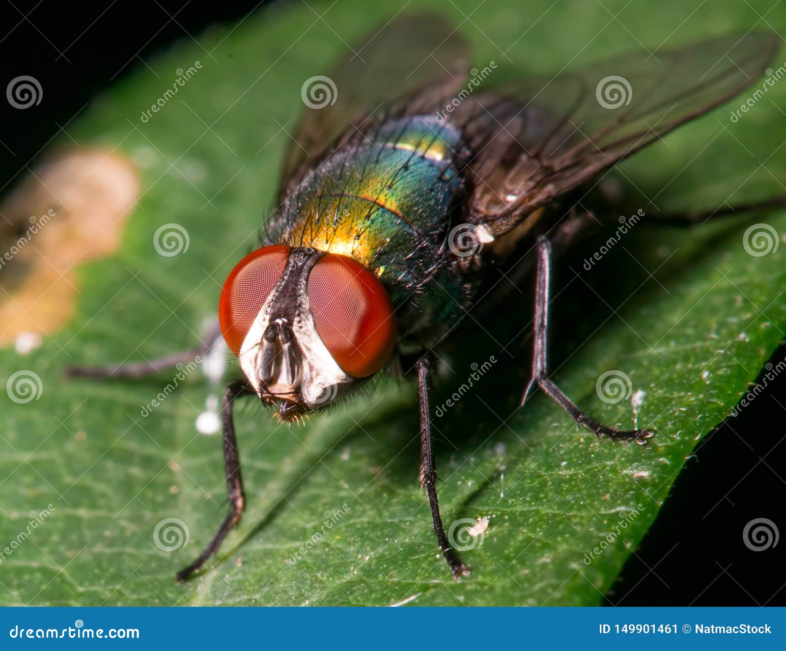 Fly on a Leaf - Great Detail of Face and Compound Eyes Stock Image ...