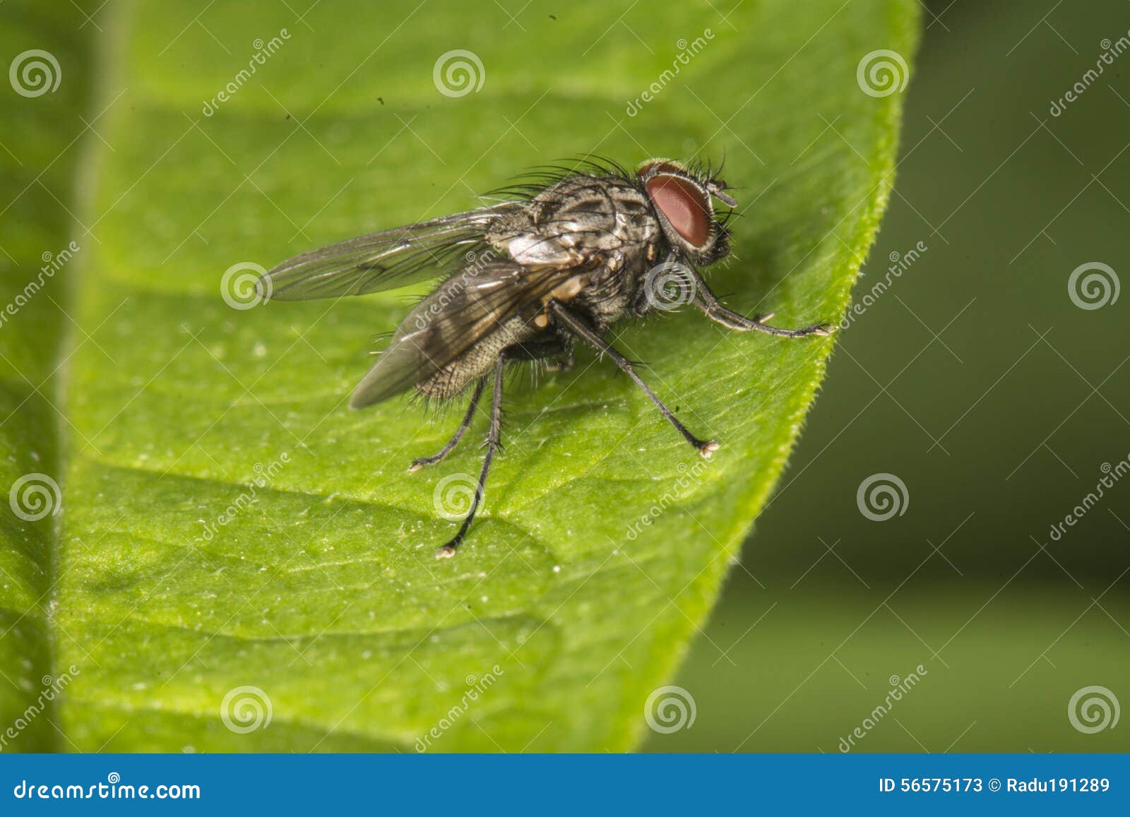 Fly on leaf stock image. Image of insect, details, leaf - 56575173