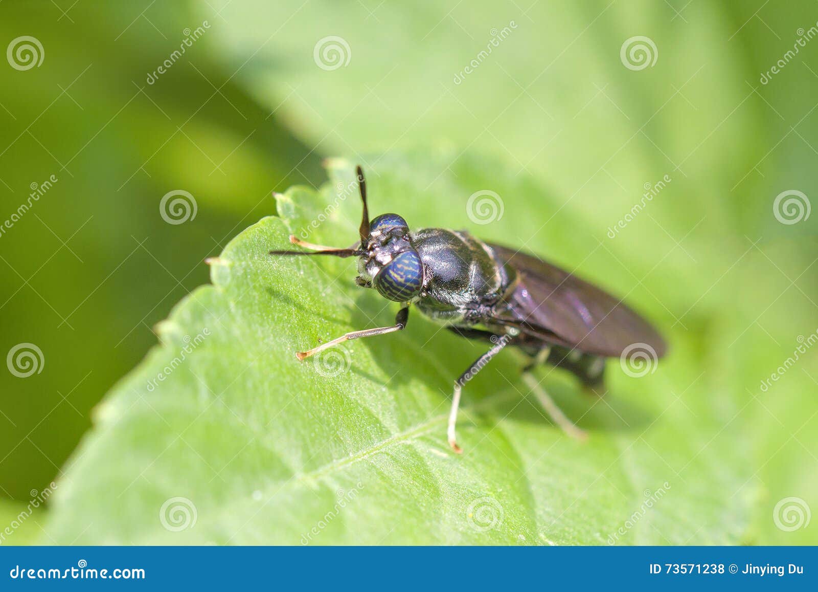 Fly on leaf stock photo. Image of flying, flies, insect - 73571238