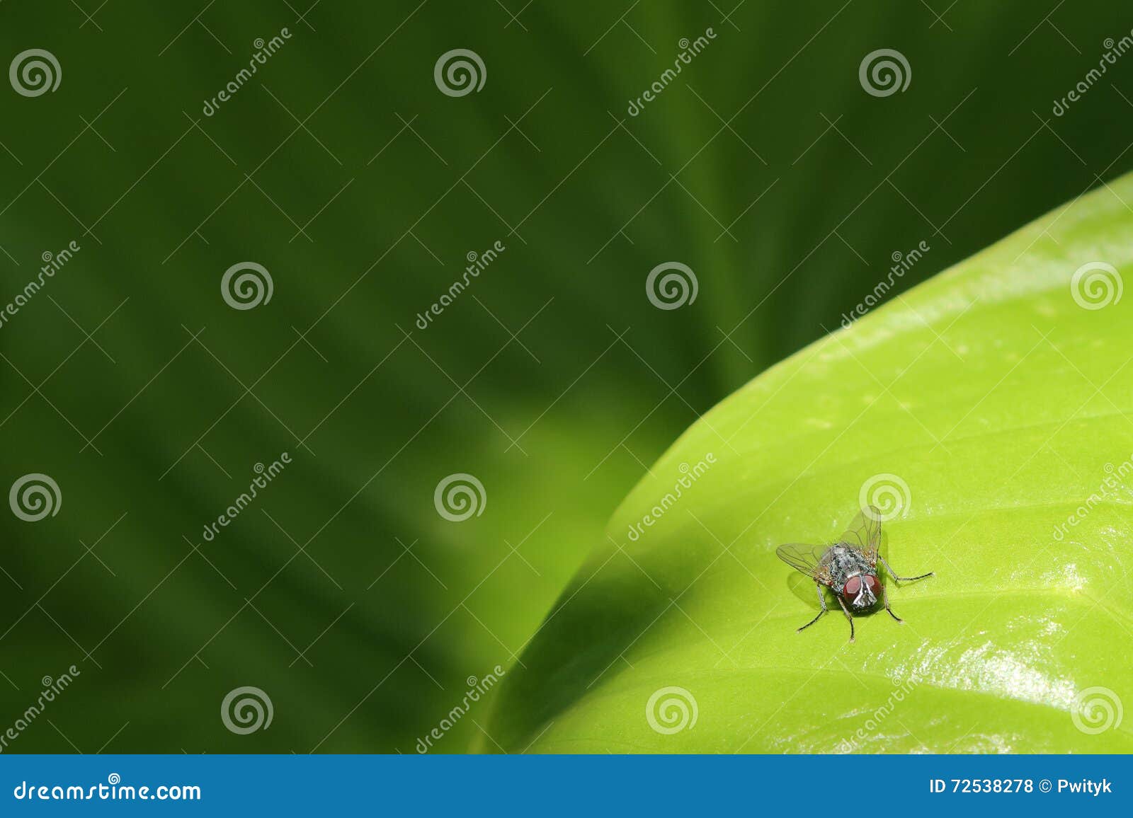 Fly on a leaf. stock photo. Image of background, beauty - 72538278