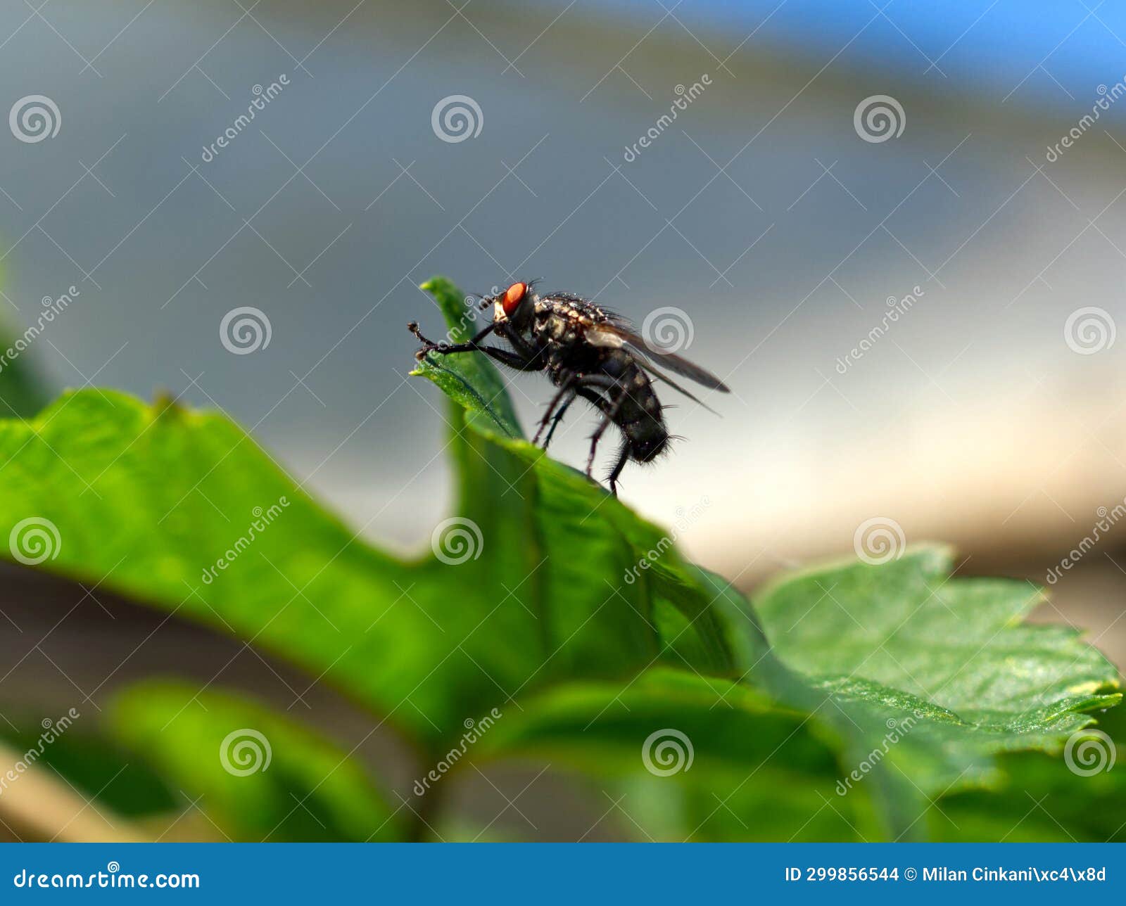 Fly on leaf stock photo. Image of house, eyes, closeup - 299856544