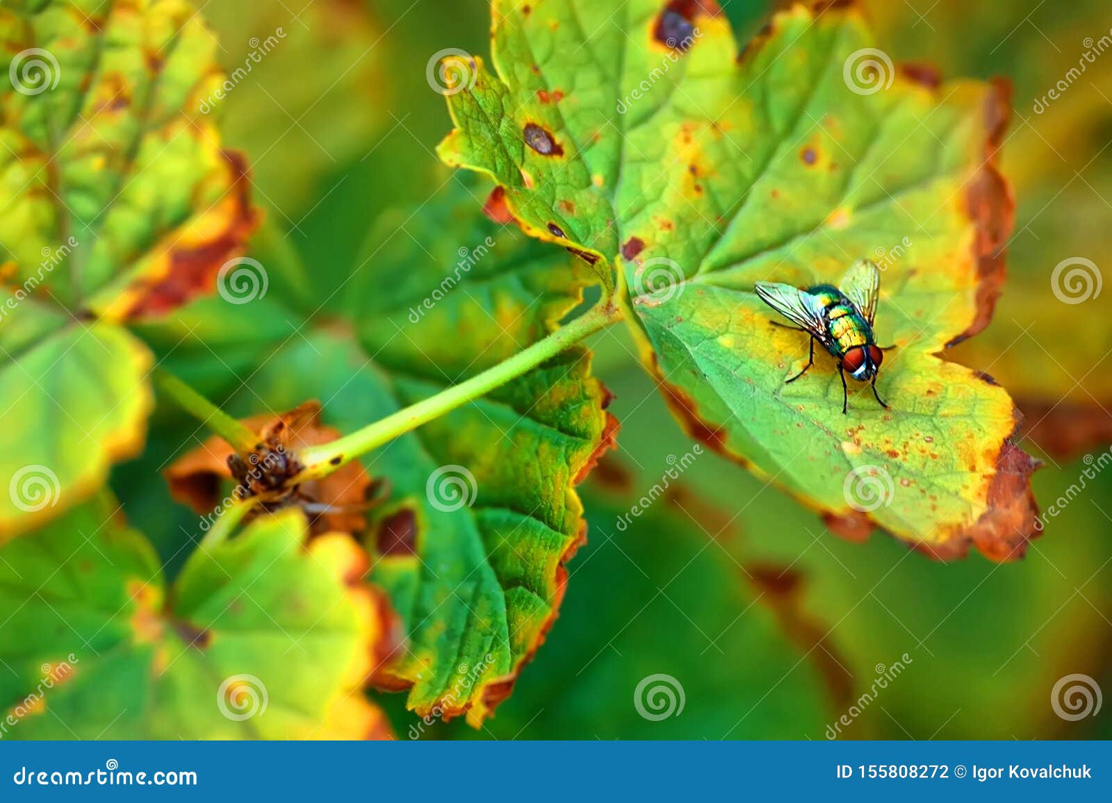 Fly on leave stock photo. Image of antenna, dirty, development - 155808272