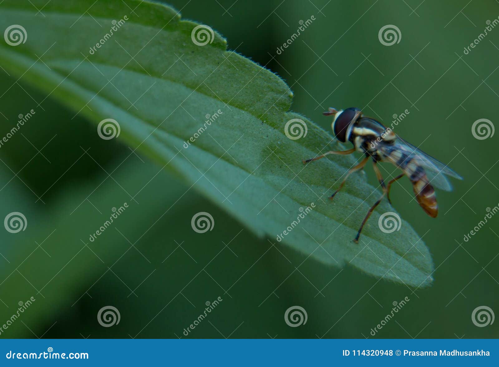 A fly on a leave stock photo. Image of green, macro - 114320948