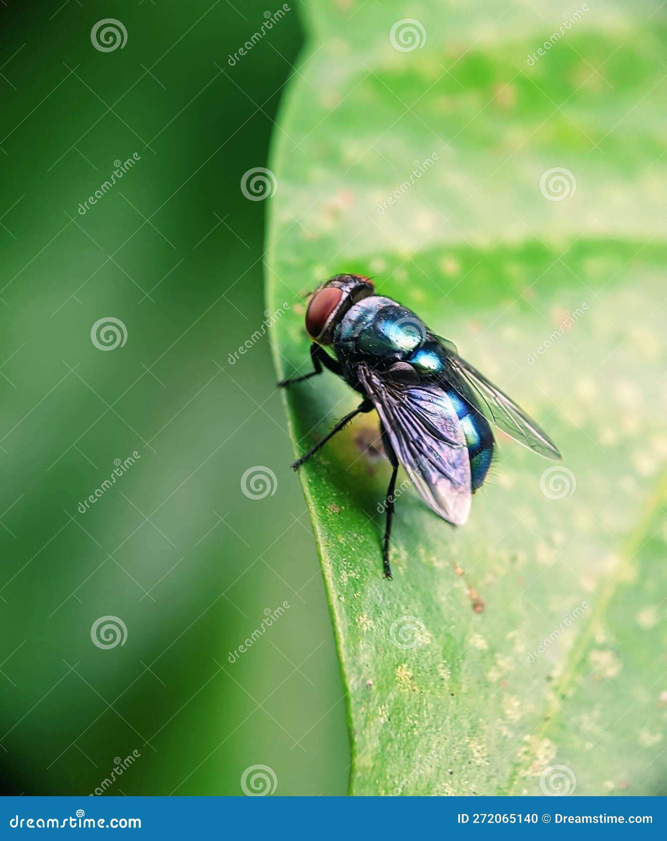 Fly on the leaves stock photo. Image of green, leaf - 272065140