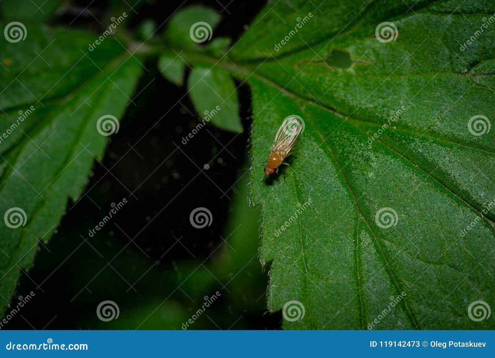 Fly on the Leaves in the Forest Stock Image - Image of dionaea, lush ...