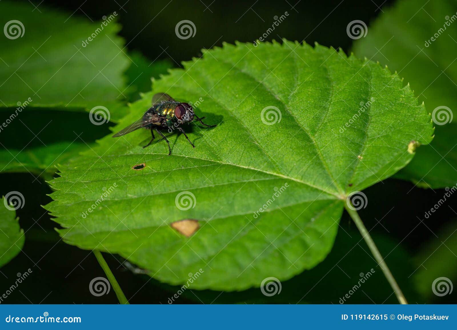 Fly on the Leaves in the Forest Stock Image - Image of closeup, forest ...