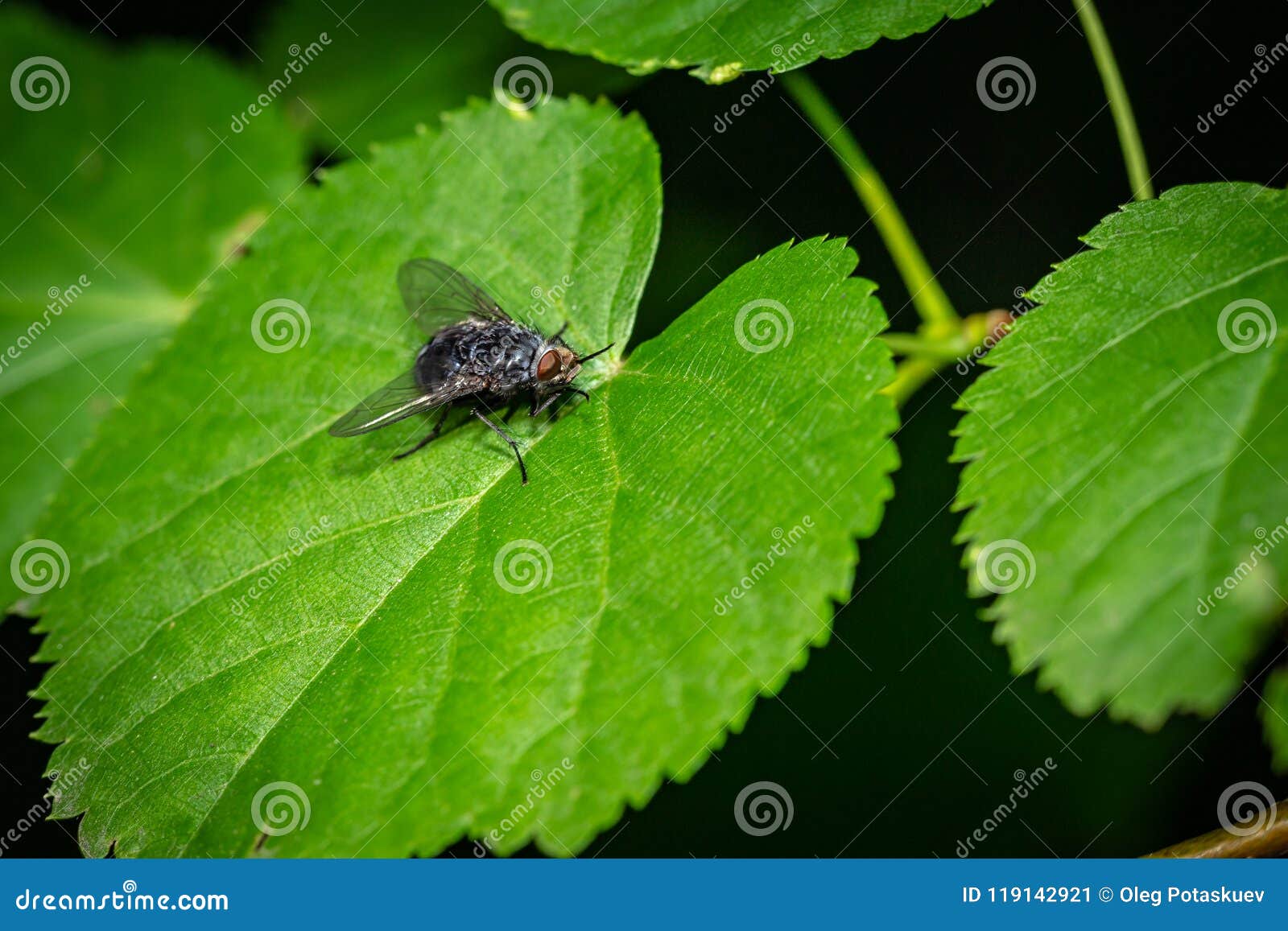 Fly on the Leaves in the Forest Stock Image - Image of color, hairy ...