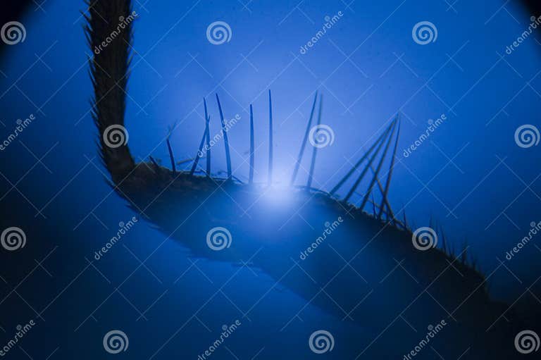 Fly Leg Under the Microscope Stock Photo - Image of examination, thumb ...