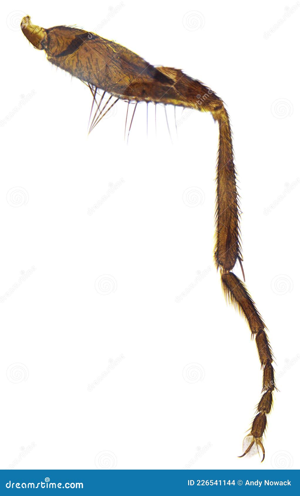Fly Leg Under the Microscope Stock Photo - Image of twigleg ...