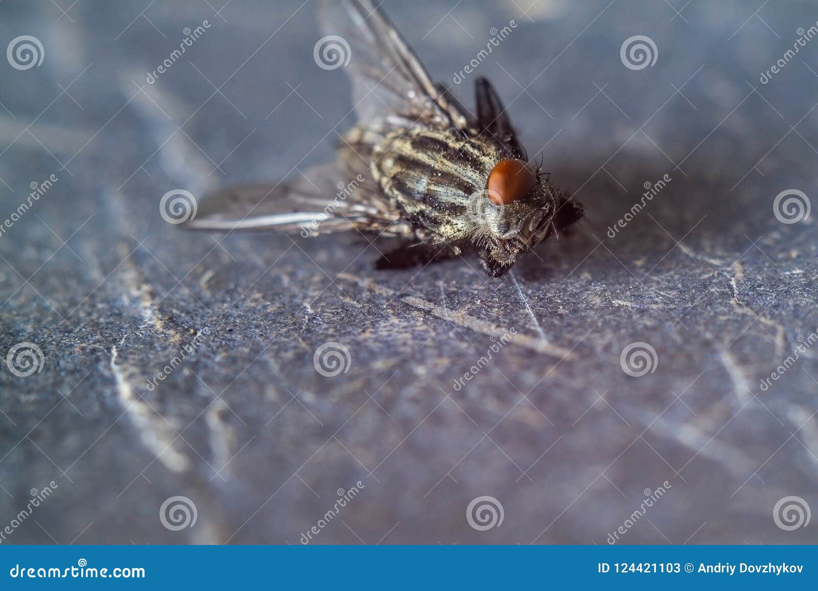 The Fly Lies on Its Side, Close-up, Macro. Stock Image - Image of ...