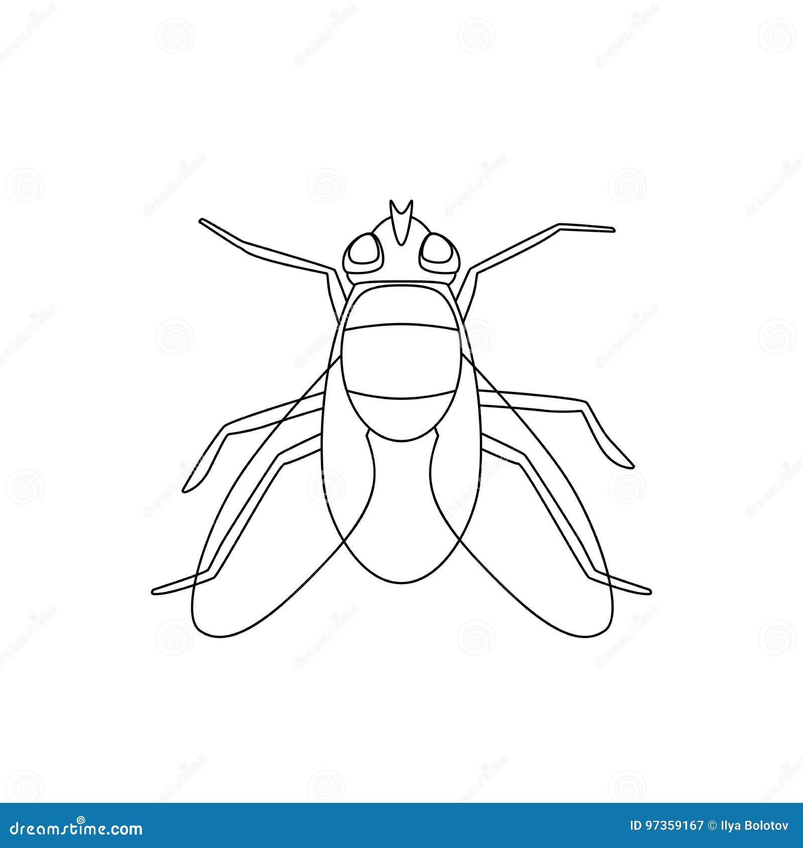 House Fly Drawing