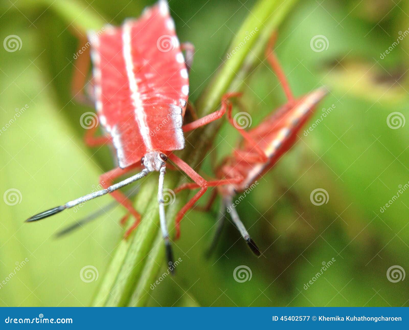 Fly editorial photography. Image of macro, insect, forest - 45402577