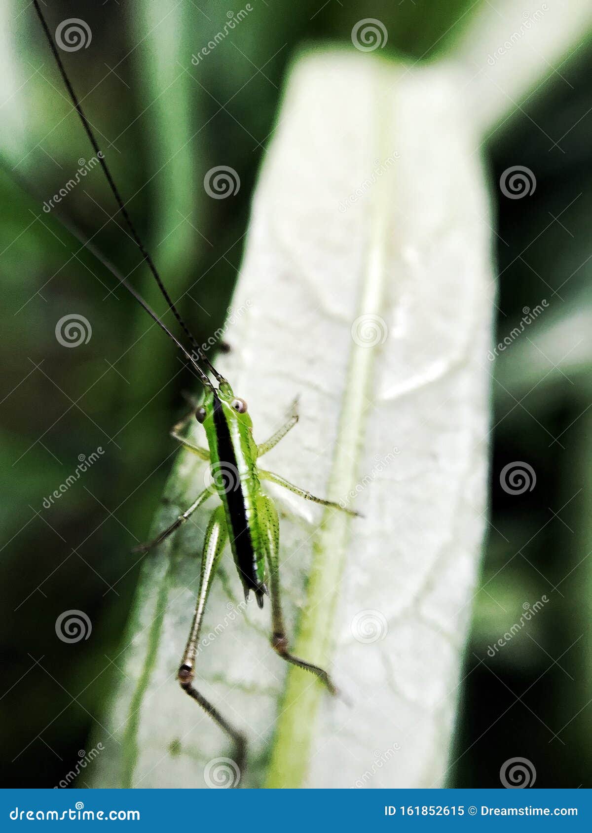 Fly locust stock image. Image of insect, china, locust - 161852615