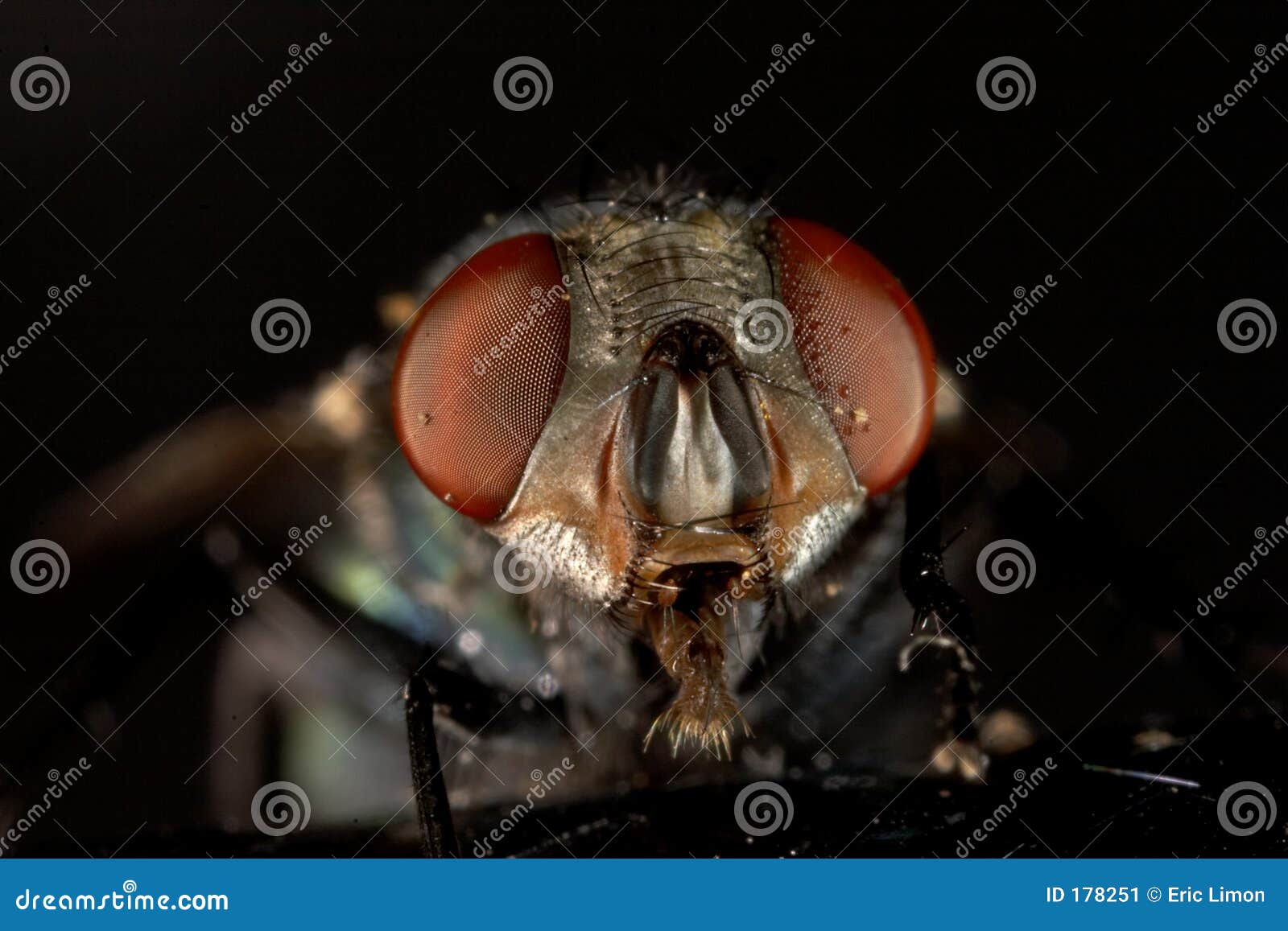 Fly looking at the camera stock image. Image of beauty - 178251