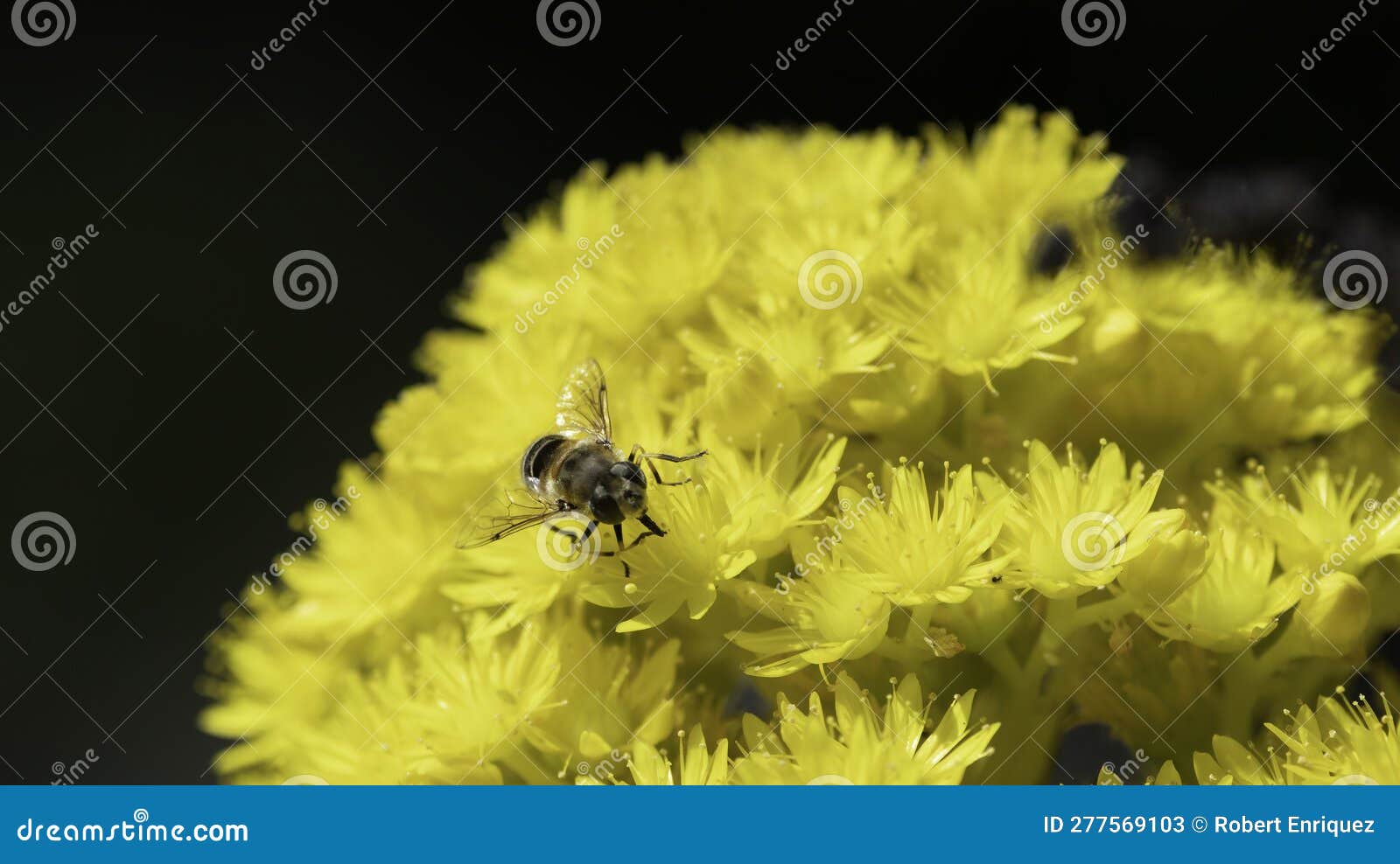 A Fly that Looks Like a Bee on a Flower Stock Image - Image of feeding ...