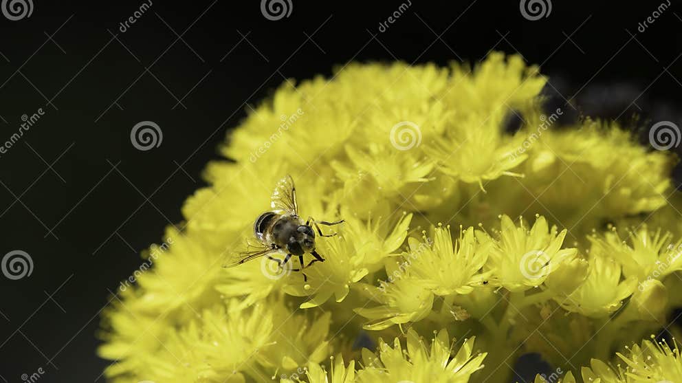 A Fly that Looks Like a Bee on a Flower Stock Image - Image of feeding ...