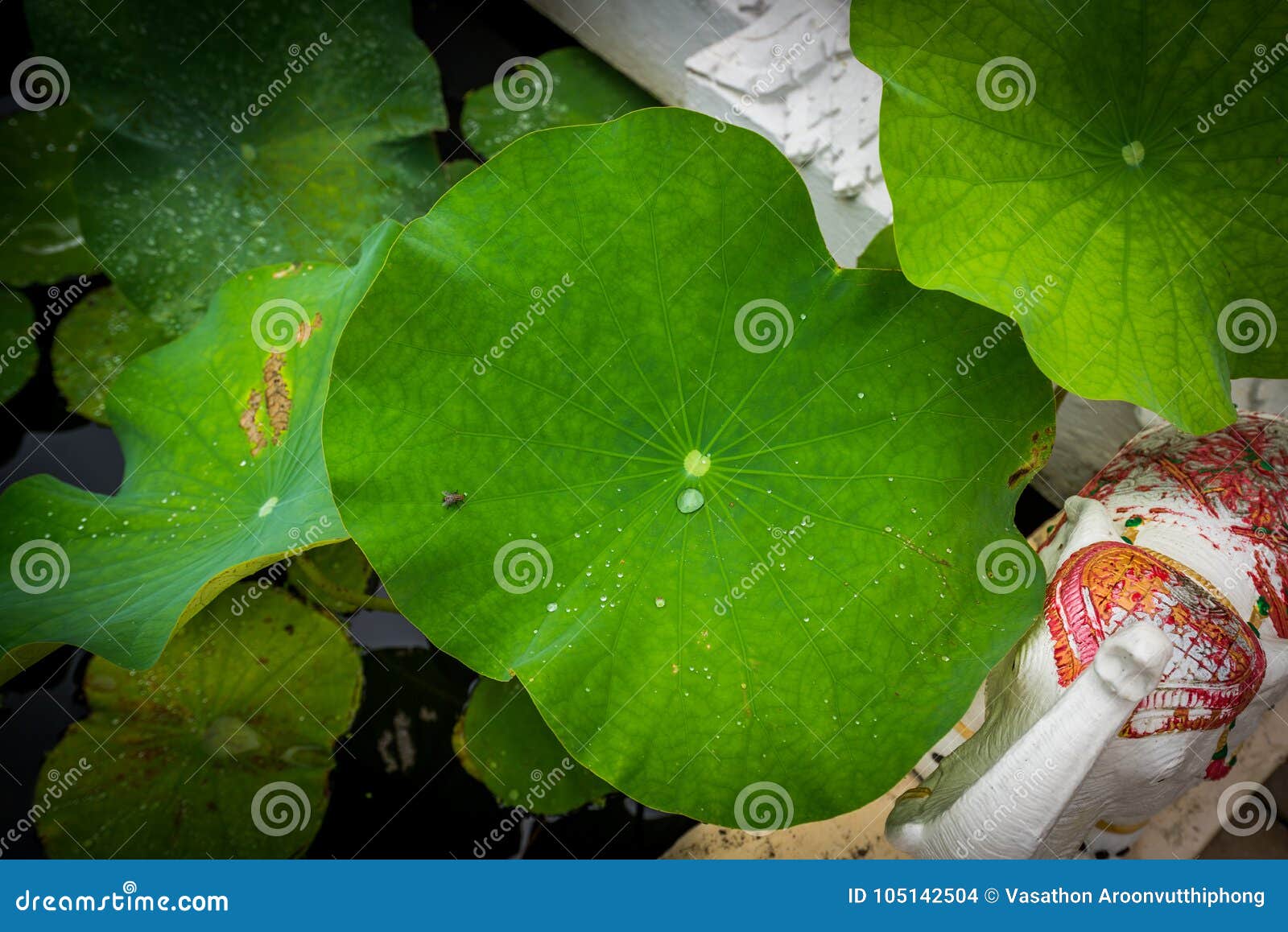 Fly on the Lotus Leaf with the Droplet of Water Stock Photo - Image of ...