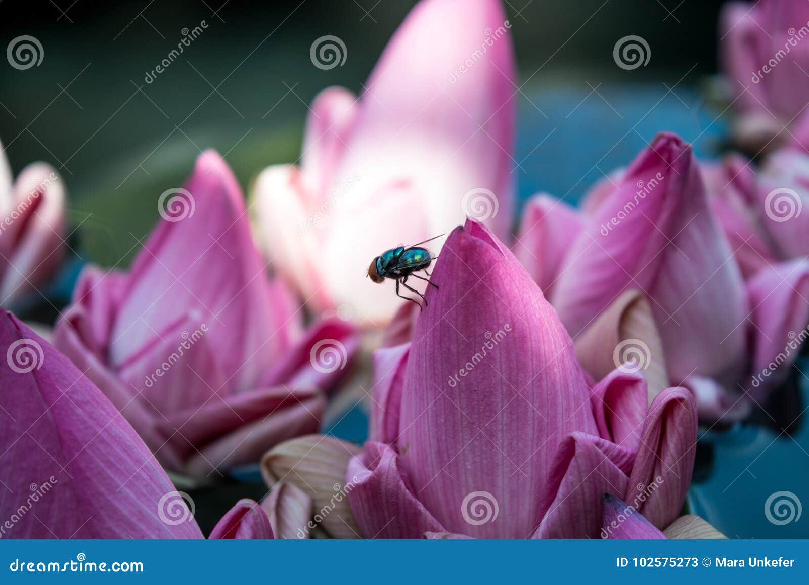 Fly on Lotus stock image. Image of floral, flowers, blue - 102575273
