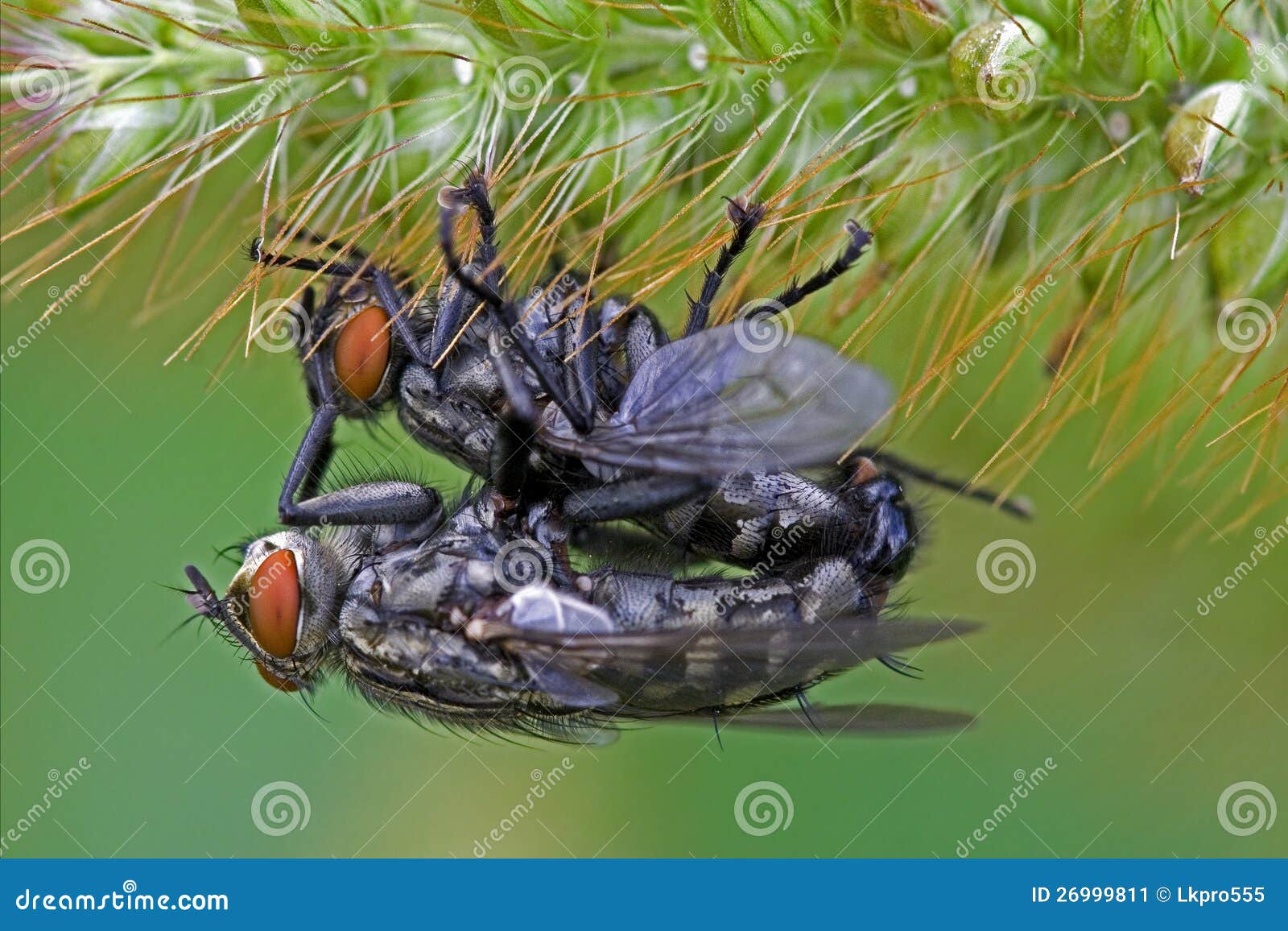 Fly in love stock image. Image of black, love, reproduction - 26999811
