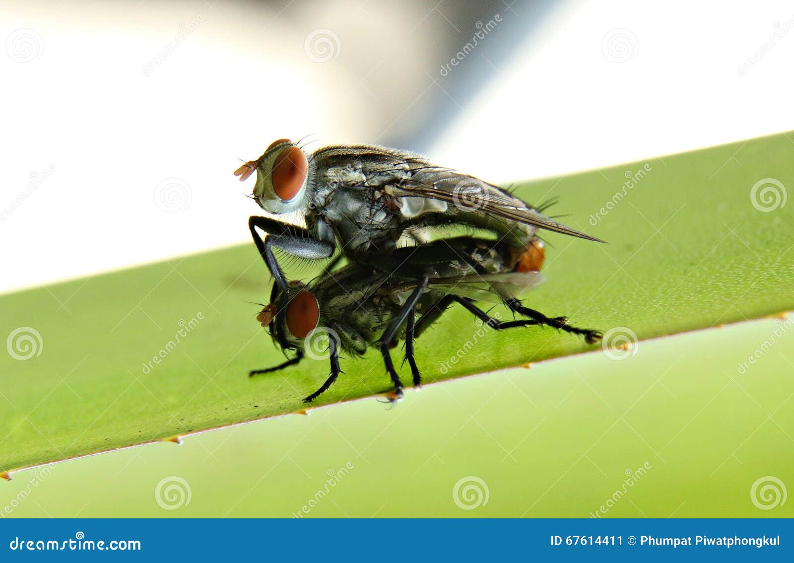 The fly lover stock image. Image of butterly, appendages - 67614411