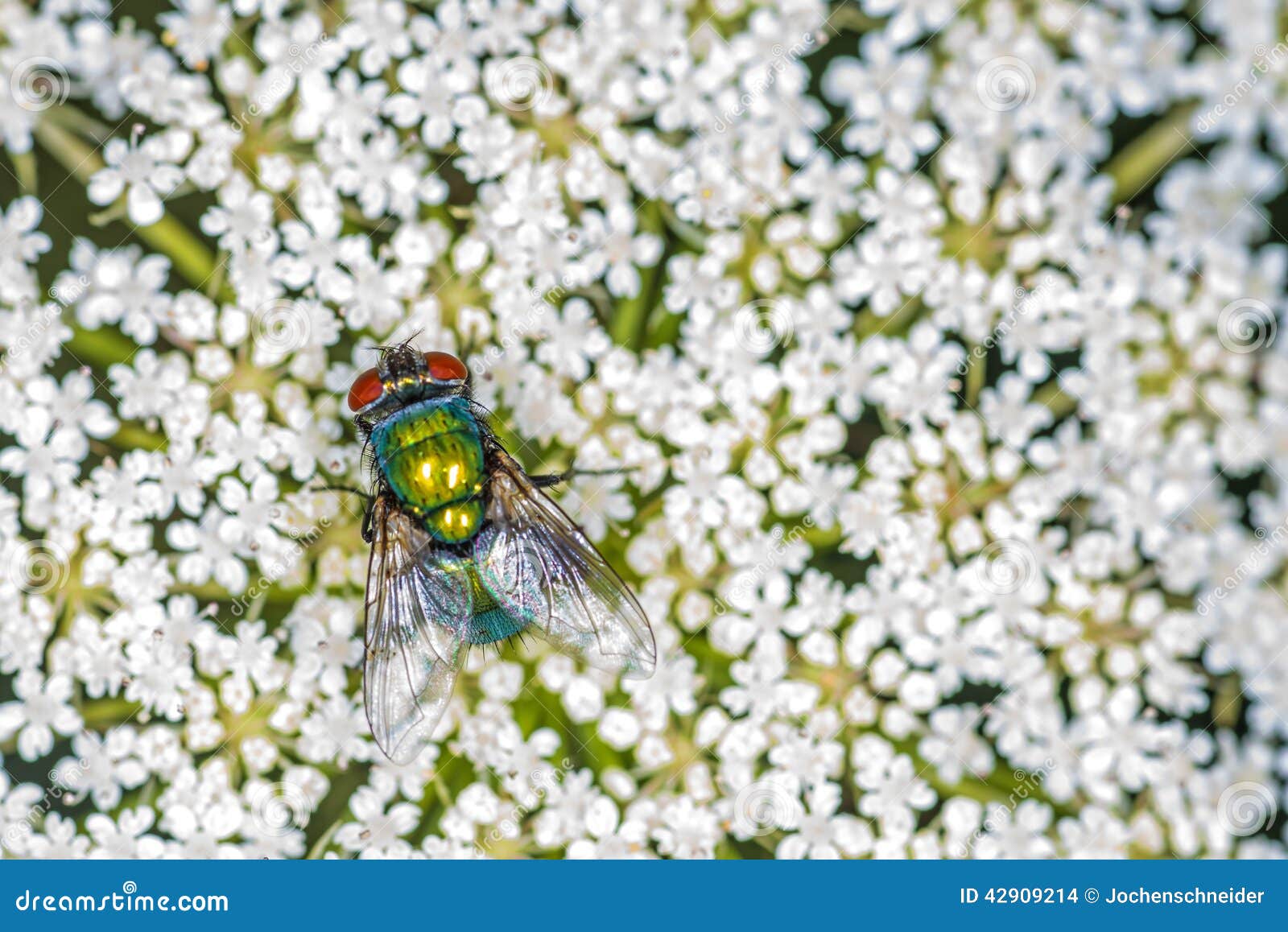 Fly, Lucilia caesar stock photo. Image of super, detail - 42909214