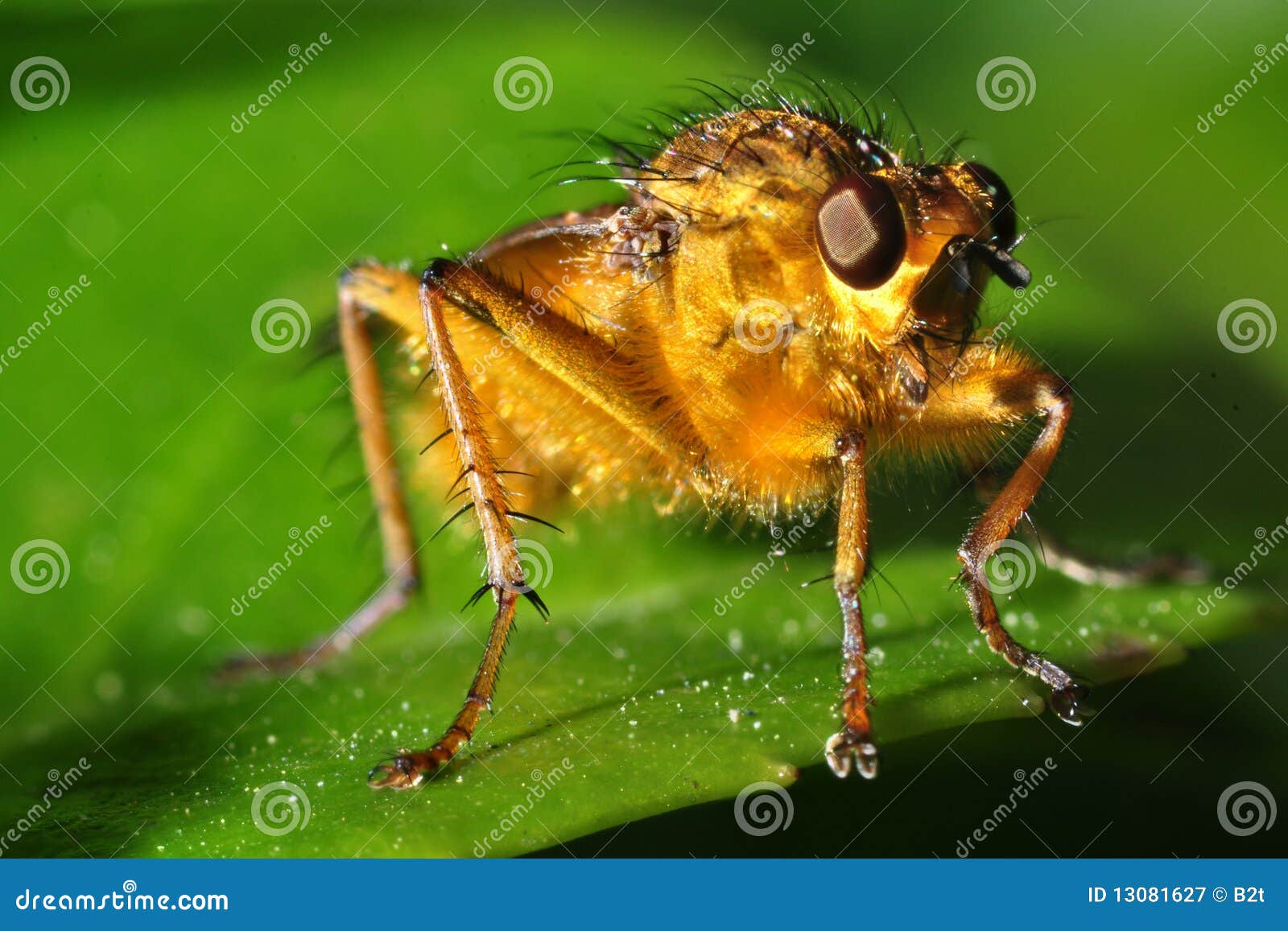 Fly macro stock image. Image of scary, details, brown - 13081627