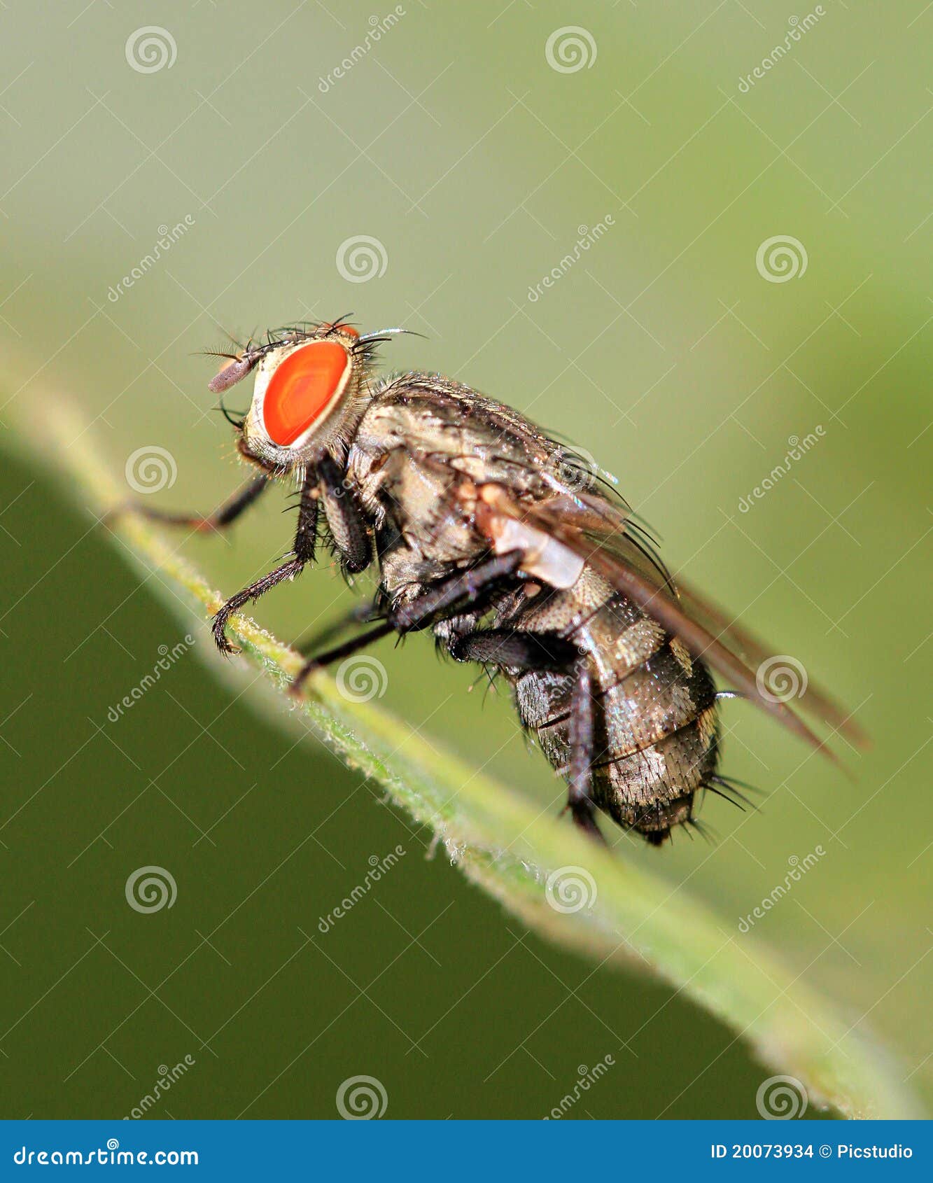 Fly macro stock photo. Image of house, wings, green, housefly - 20073934