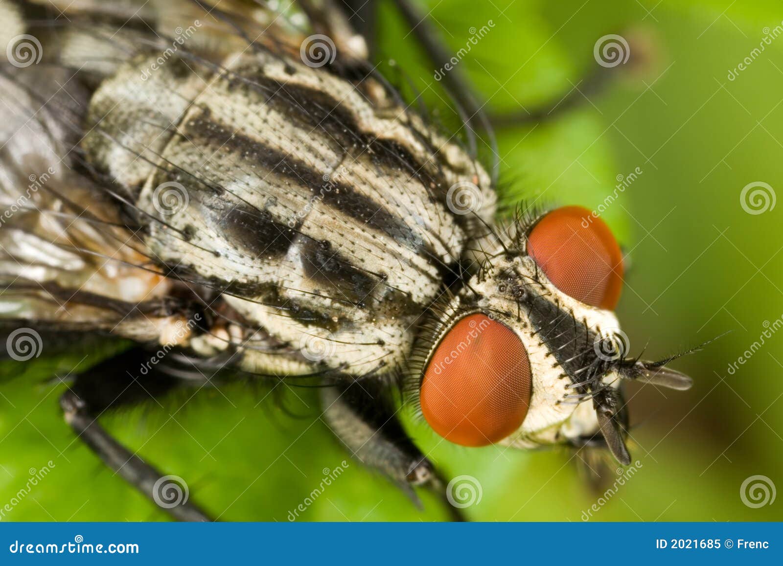 Fly macro stock image. Image of green, ugly, close, malady - 2021685