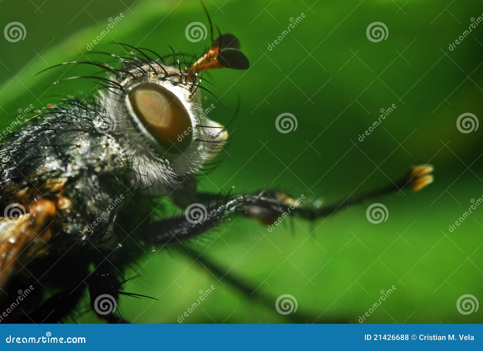 Fly macro stock photo. Image of macro, animal, pest, closeup - 21426688